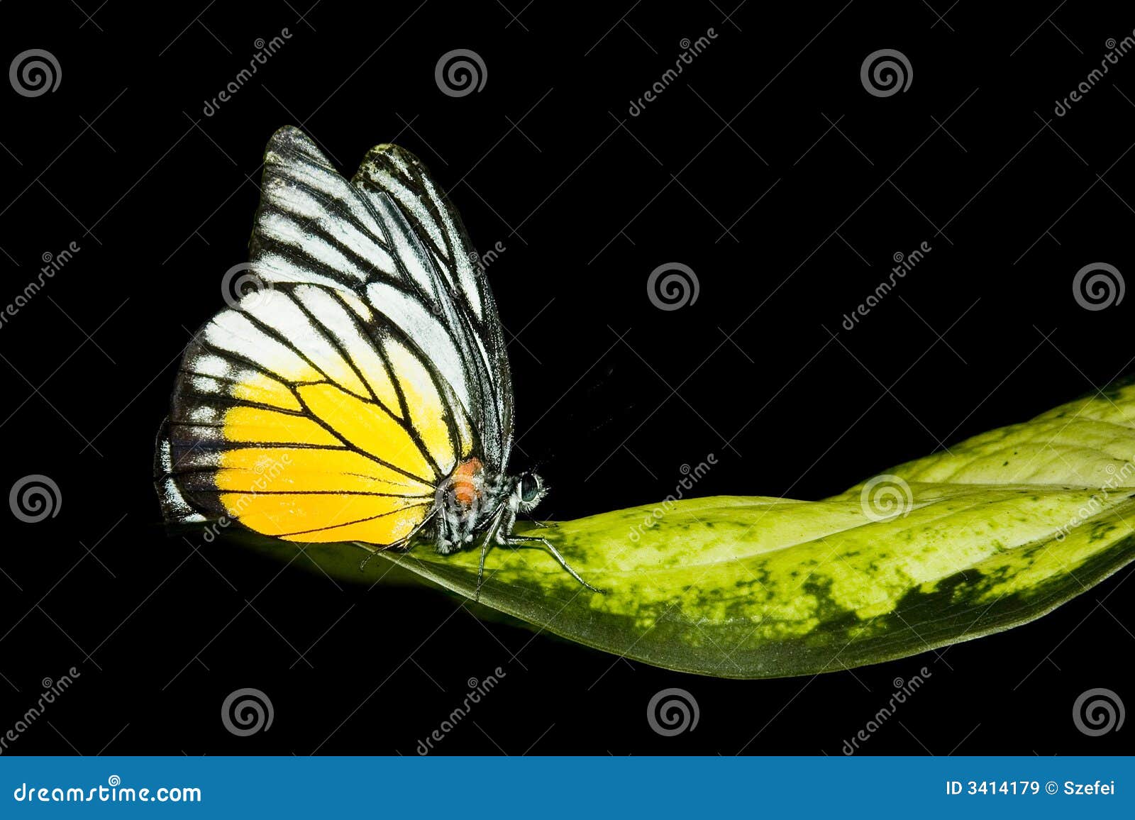 Butterfly resting on leave stock image. Image of beauty - 3414179