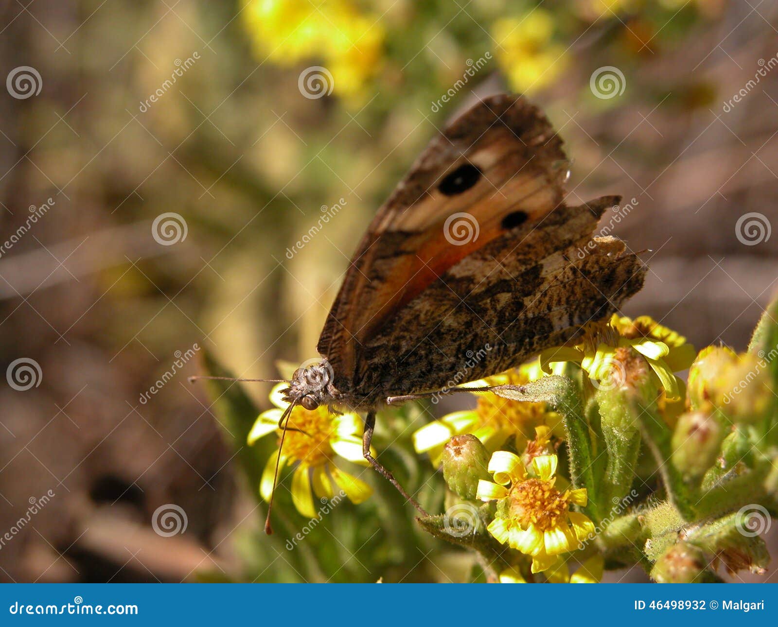 Butterfly resting stock photo. Image of butterfly, color - 46498932