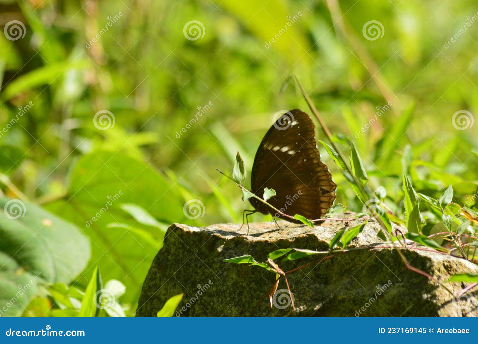 Butterfly on a rock stock image. Image of butterfly - 237169145