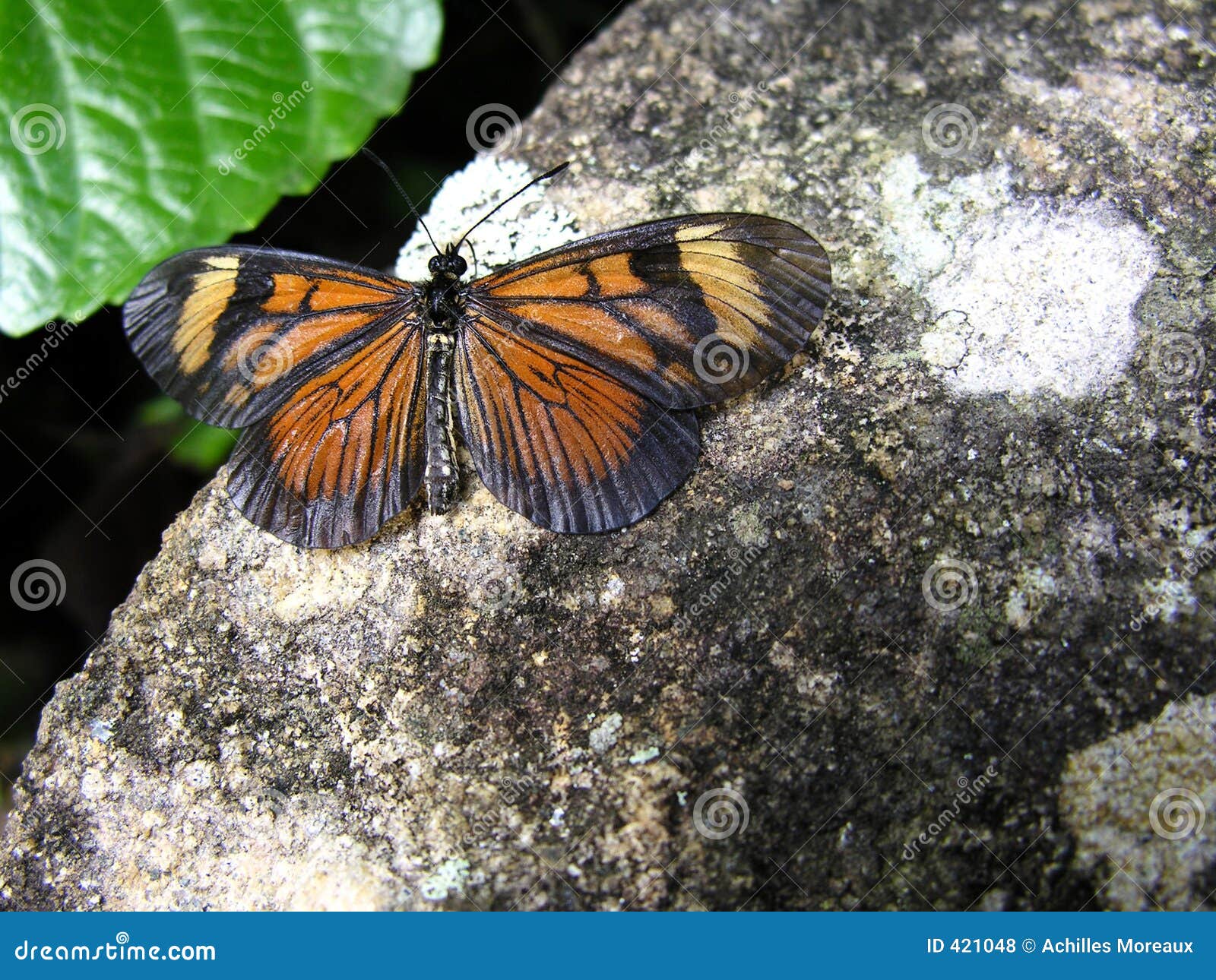 Butterfly on rock stock photo. Image of rock, wingspan - 421048