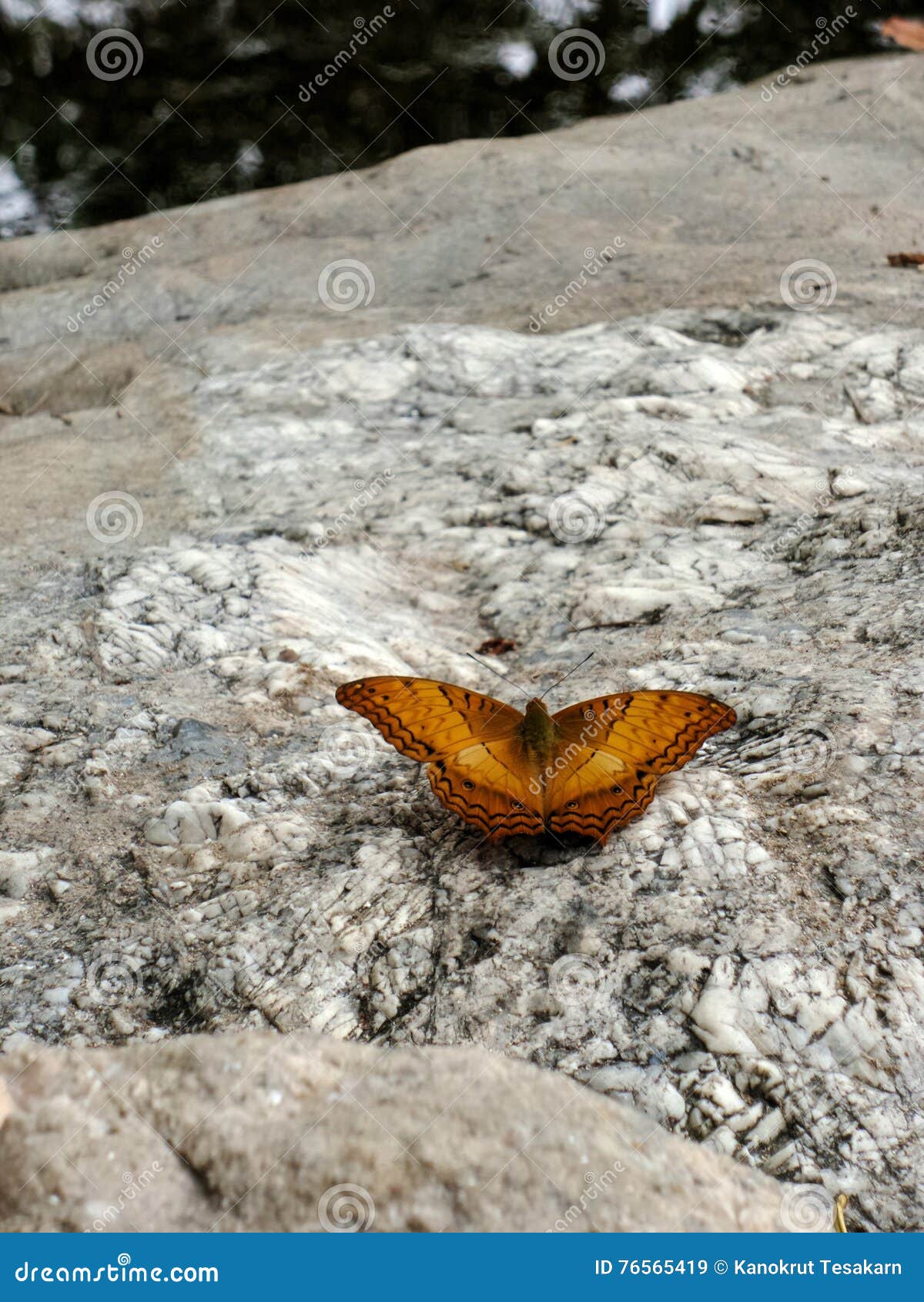 Butterfly on the rock stock image. Image of rock, wing - 76565419