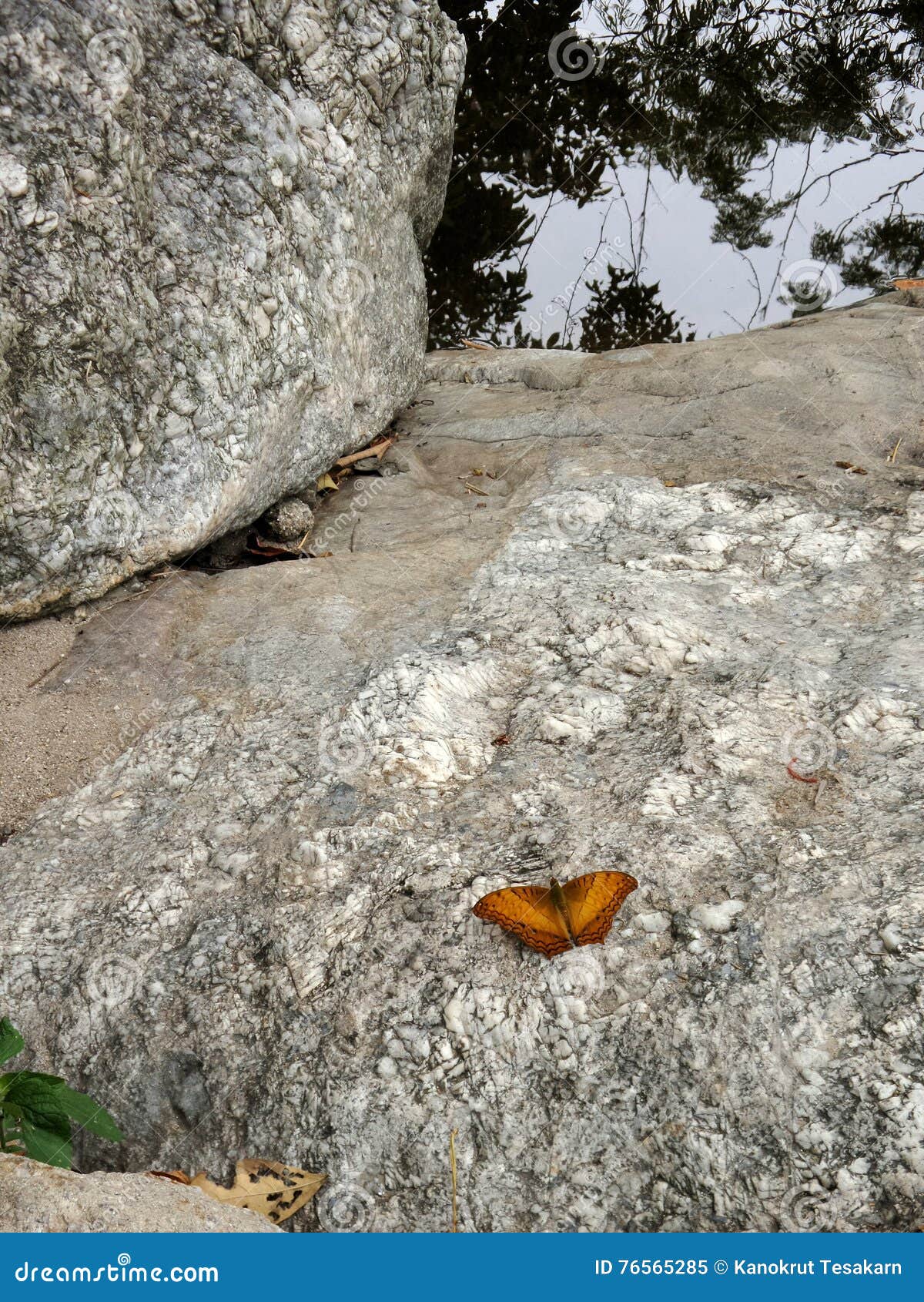 Butterfly on the Rockn the Waterfall Stock Image - Image of nature ...