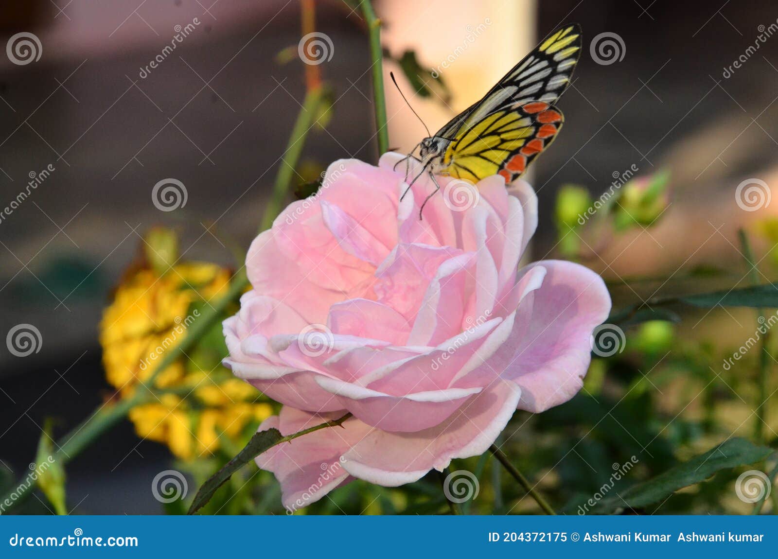 Butterfly on the Rose Flower Stock Image - Image of leaf, fresh: 204372175