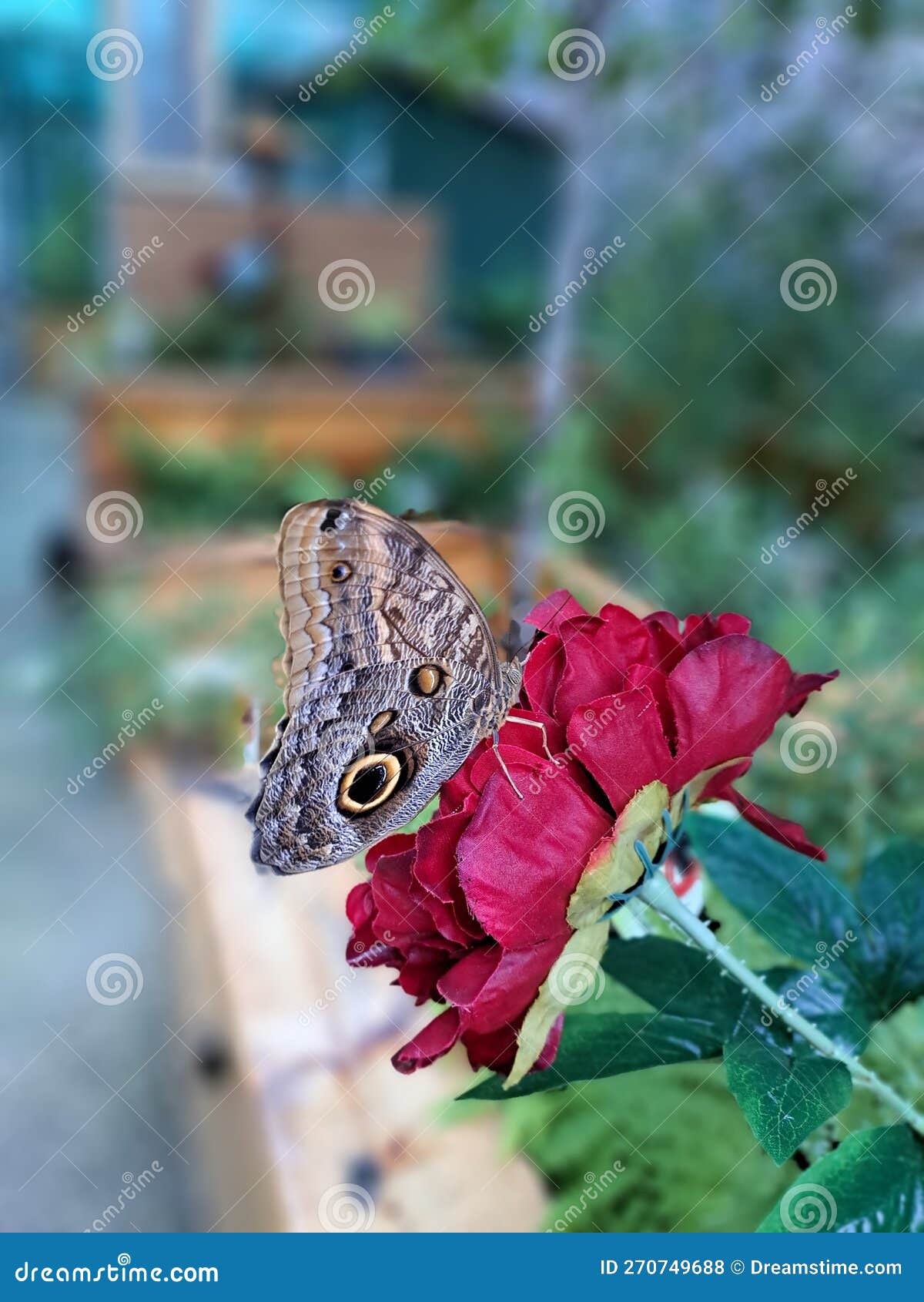 Butterfly roses garden stock photo. Image of roses, wildlife - 270749688