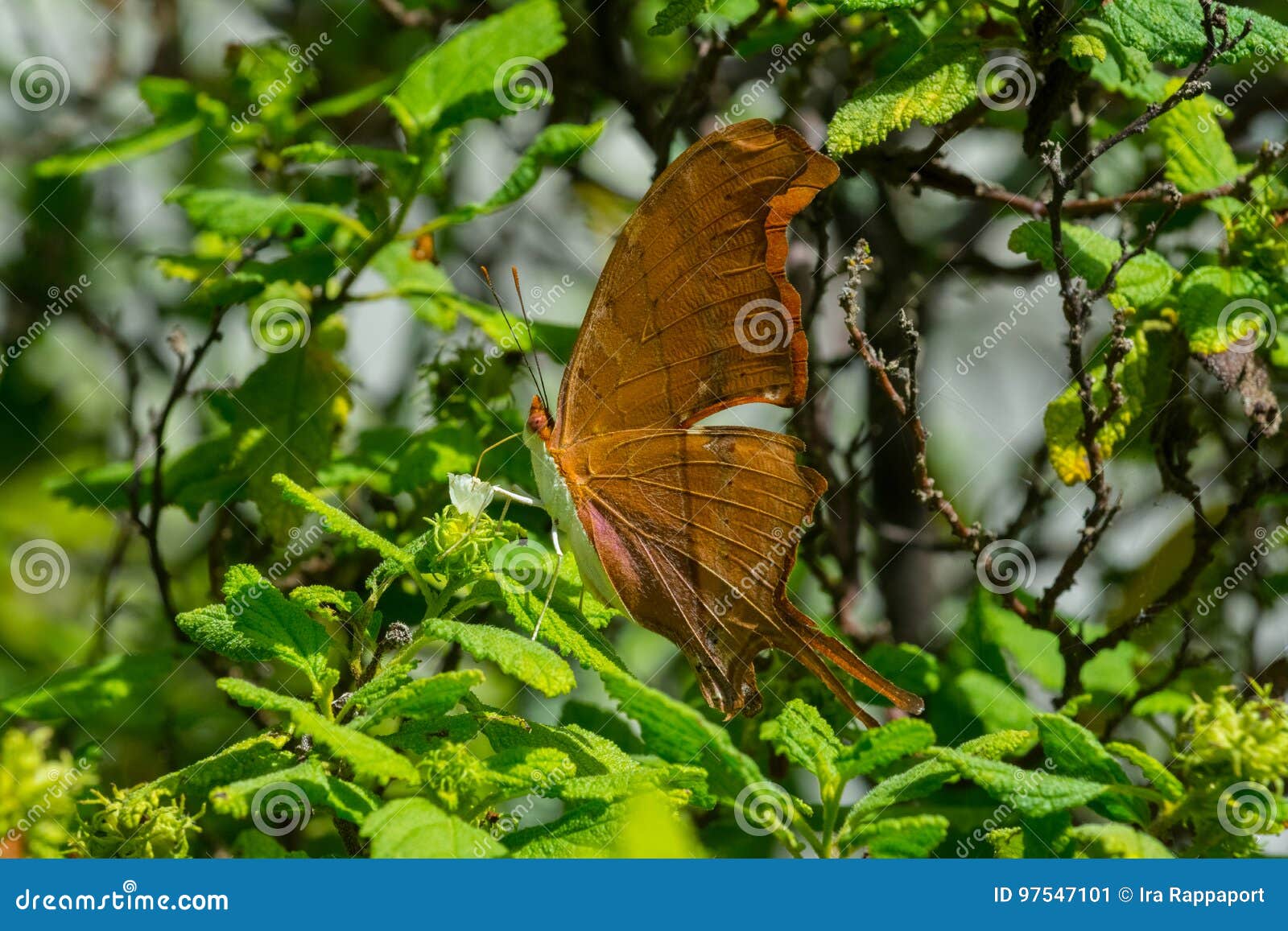 Butterfly - Ruddy Daggerwing - Front View- Side View Stock Image ...