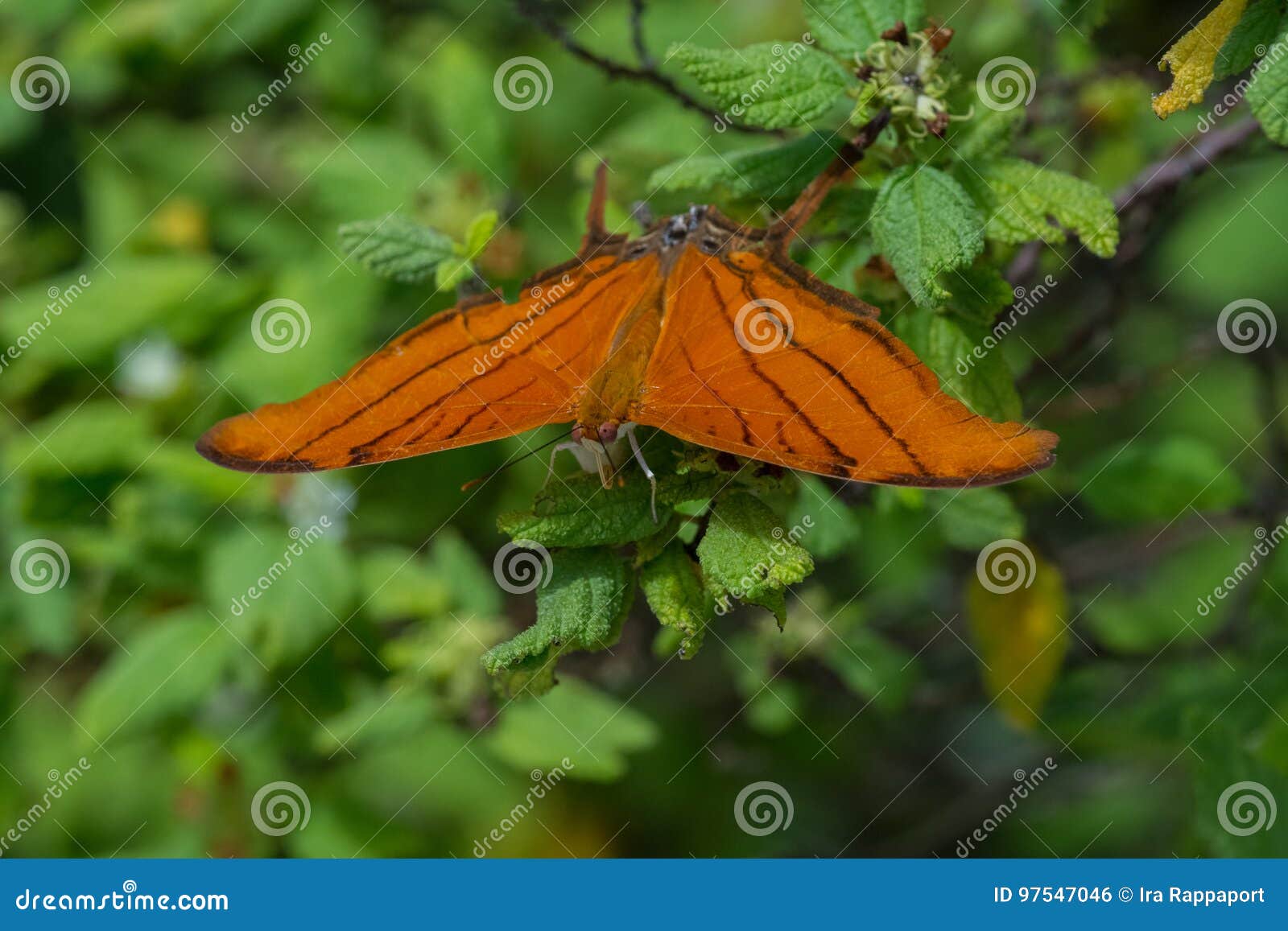 Butterfly - Ruddy Daggerwing - Front View Stock Photo - Image of wings ...