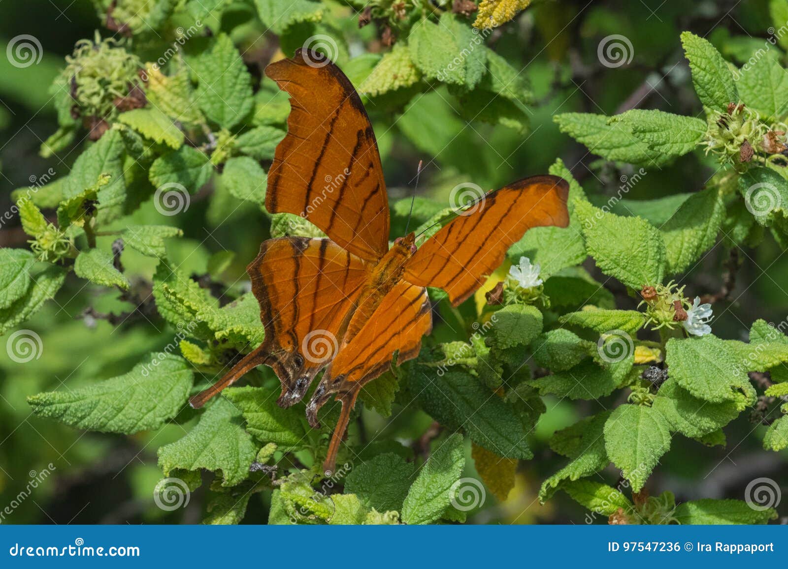 Butterfly - Ruddy Daggerwing- Top View Stock Photo - Image of ...