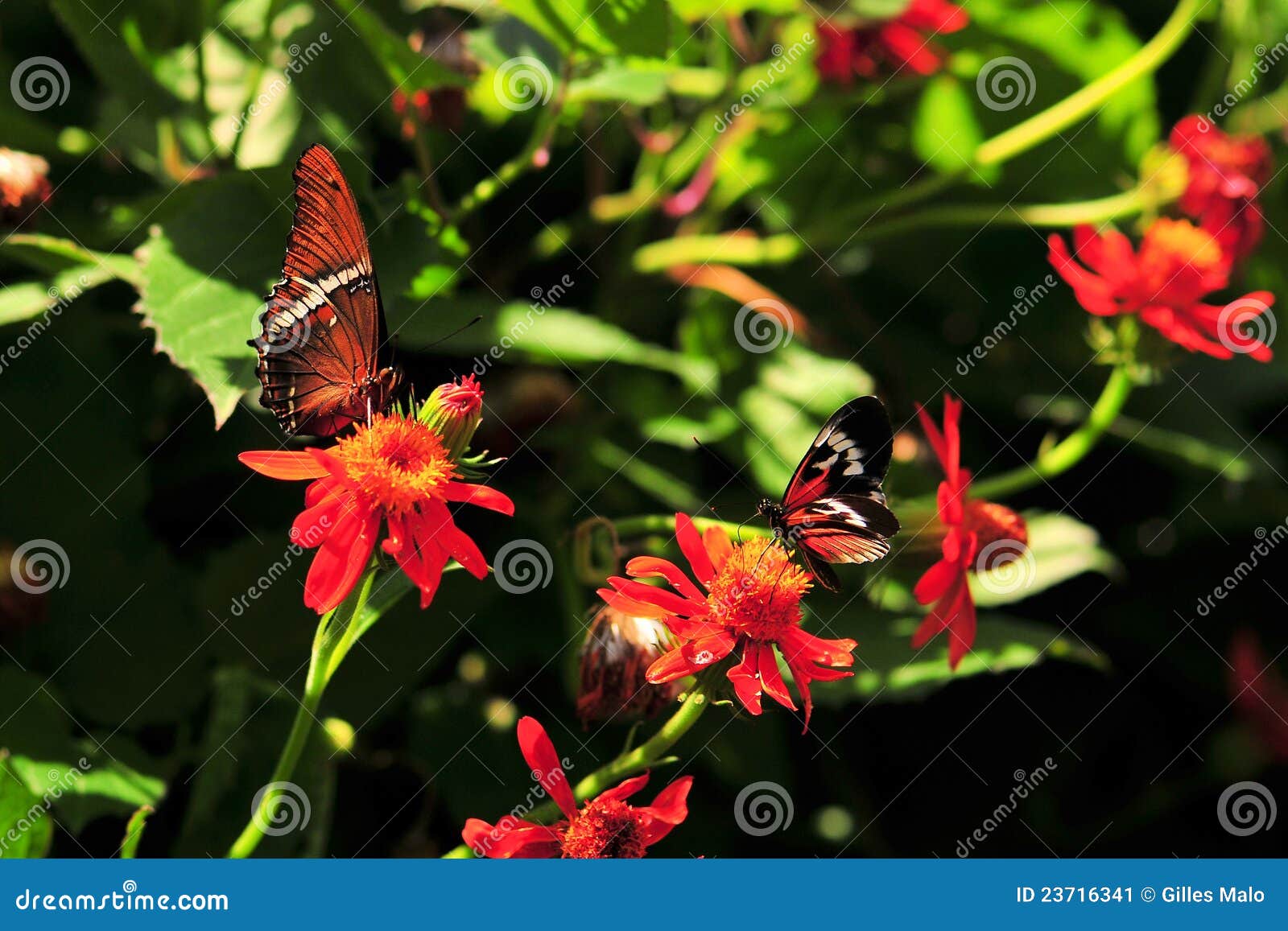 Butterfly: Rusty-tipped Page & Heliconius Numata Stock Image - Image of ...