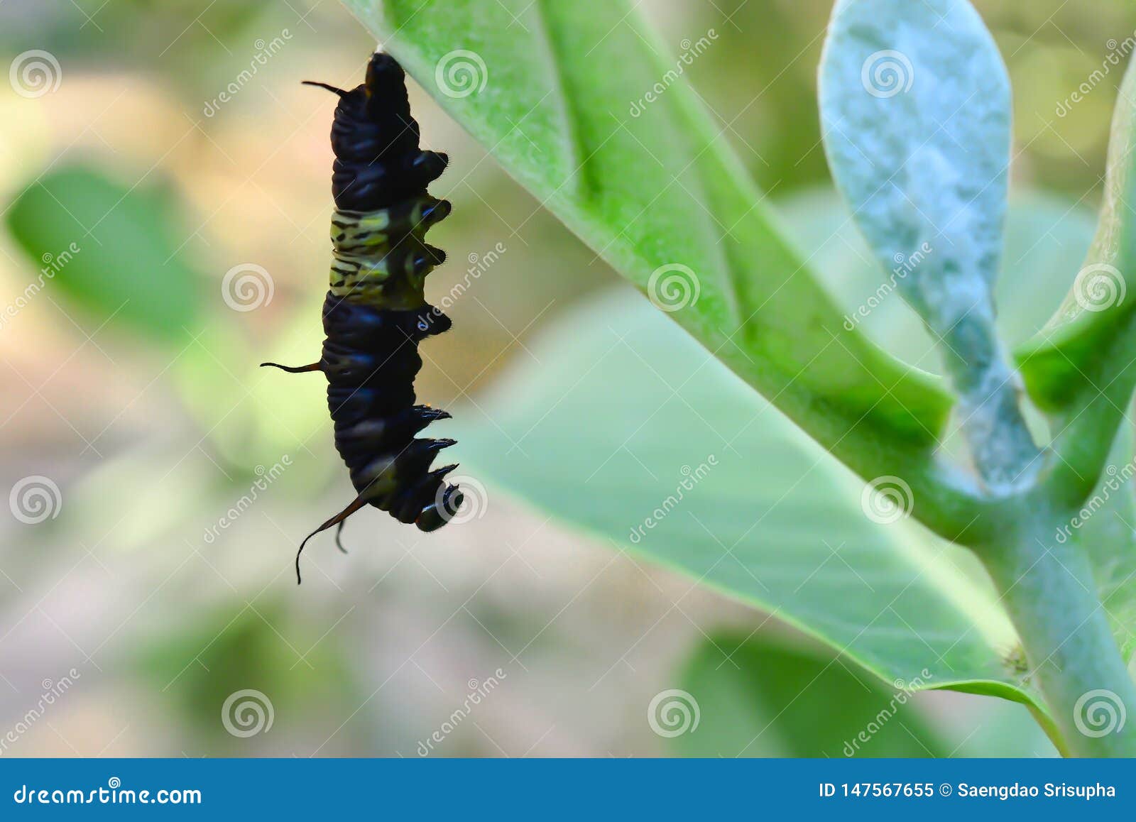 Butterfly`s pupa stock image. Image of colored, golden - 147567655