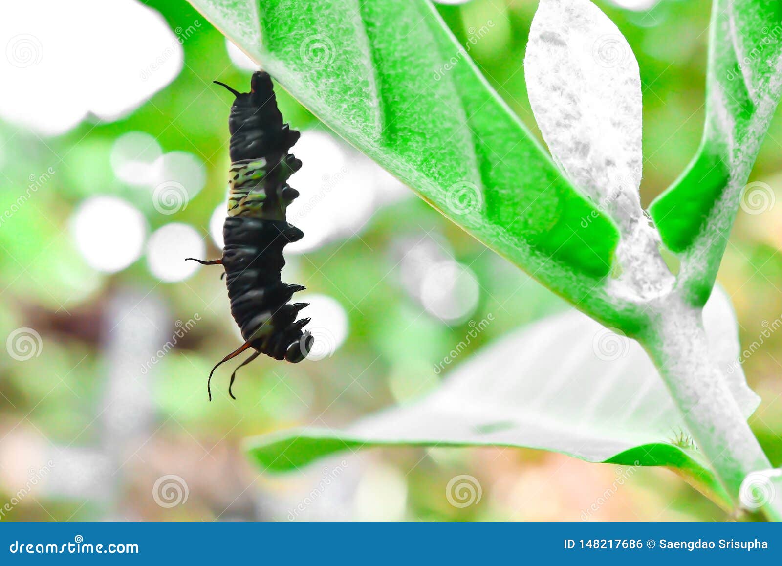 Butterfly`s pupa stock photo. Image of insect, leuconoe - 148217686