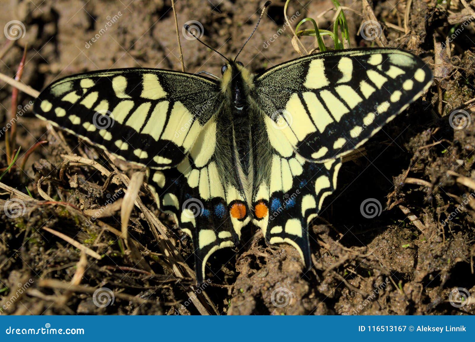 Butterfly Sailboat Sitting on the Ground Stock Image - Image of ...
