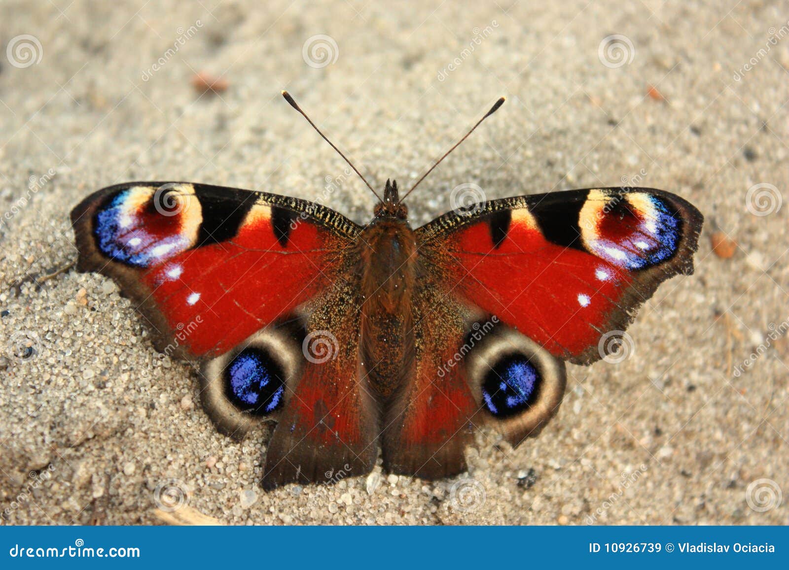 Butterfly in the sand stock image. Image of bright, dying - 10926739