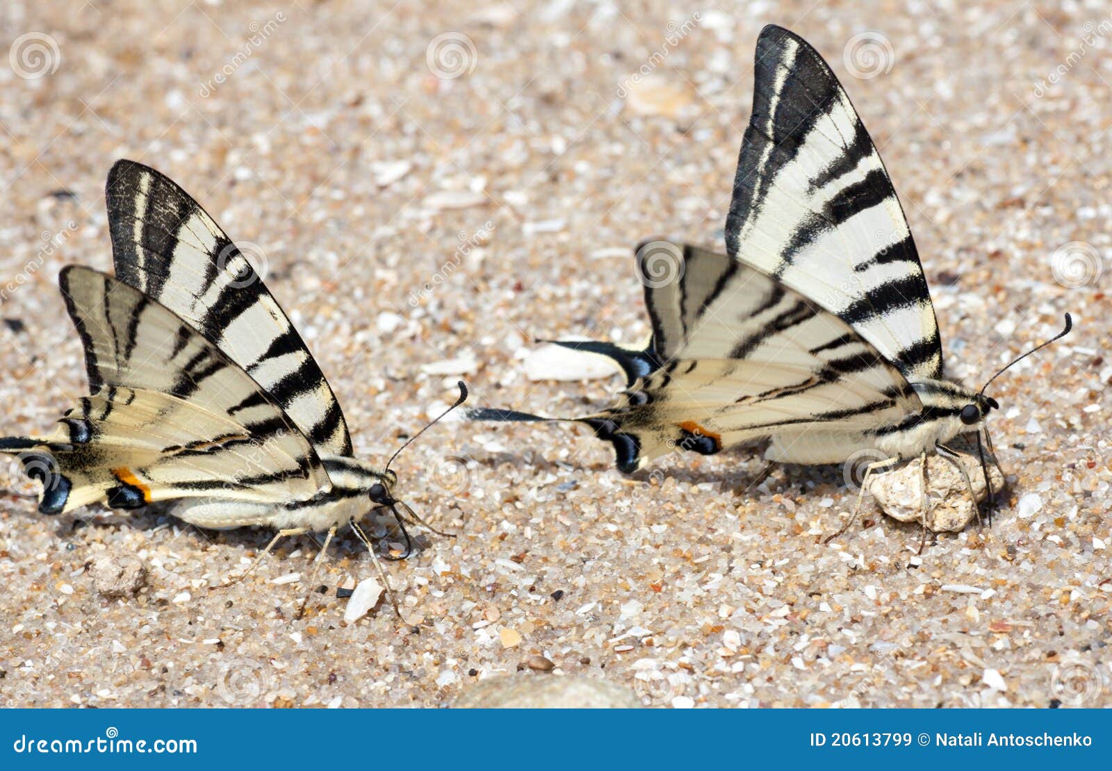 Butterfly on sand ashore stock image. Image of grace - 20613799
