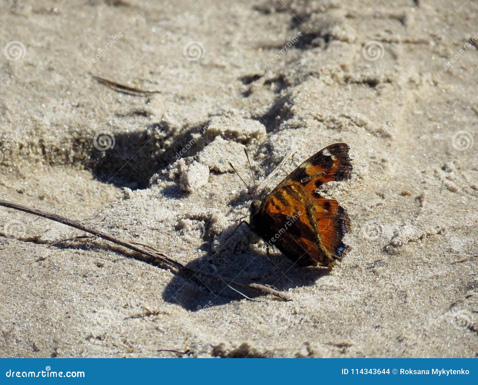 Butterfly on the sand stock photo. Image of abstract - 114343644