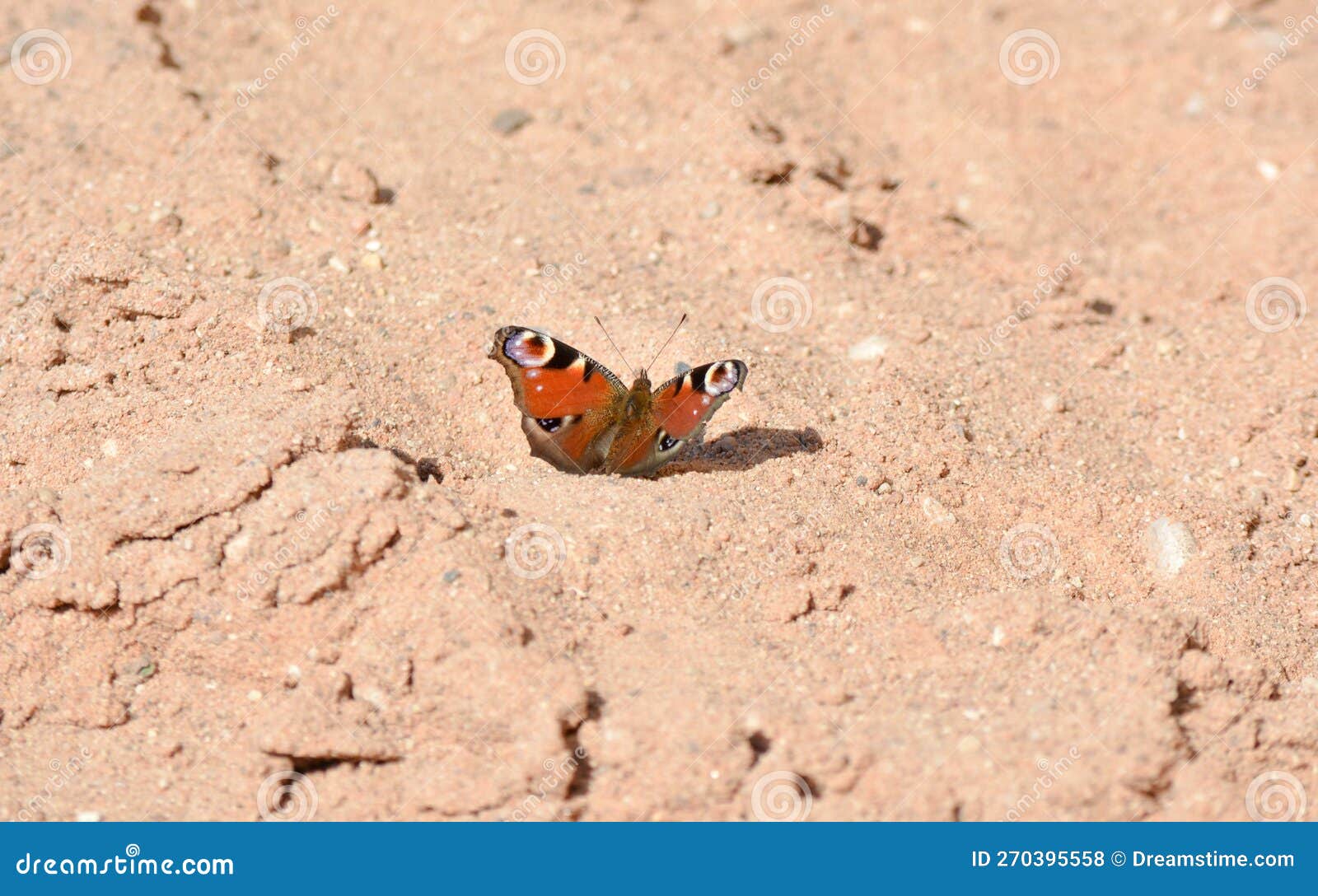 Butterfly on the sand stock photo. Image of wildlife - 270395558