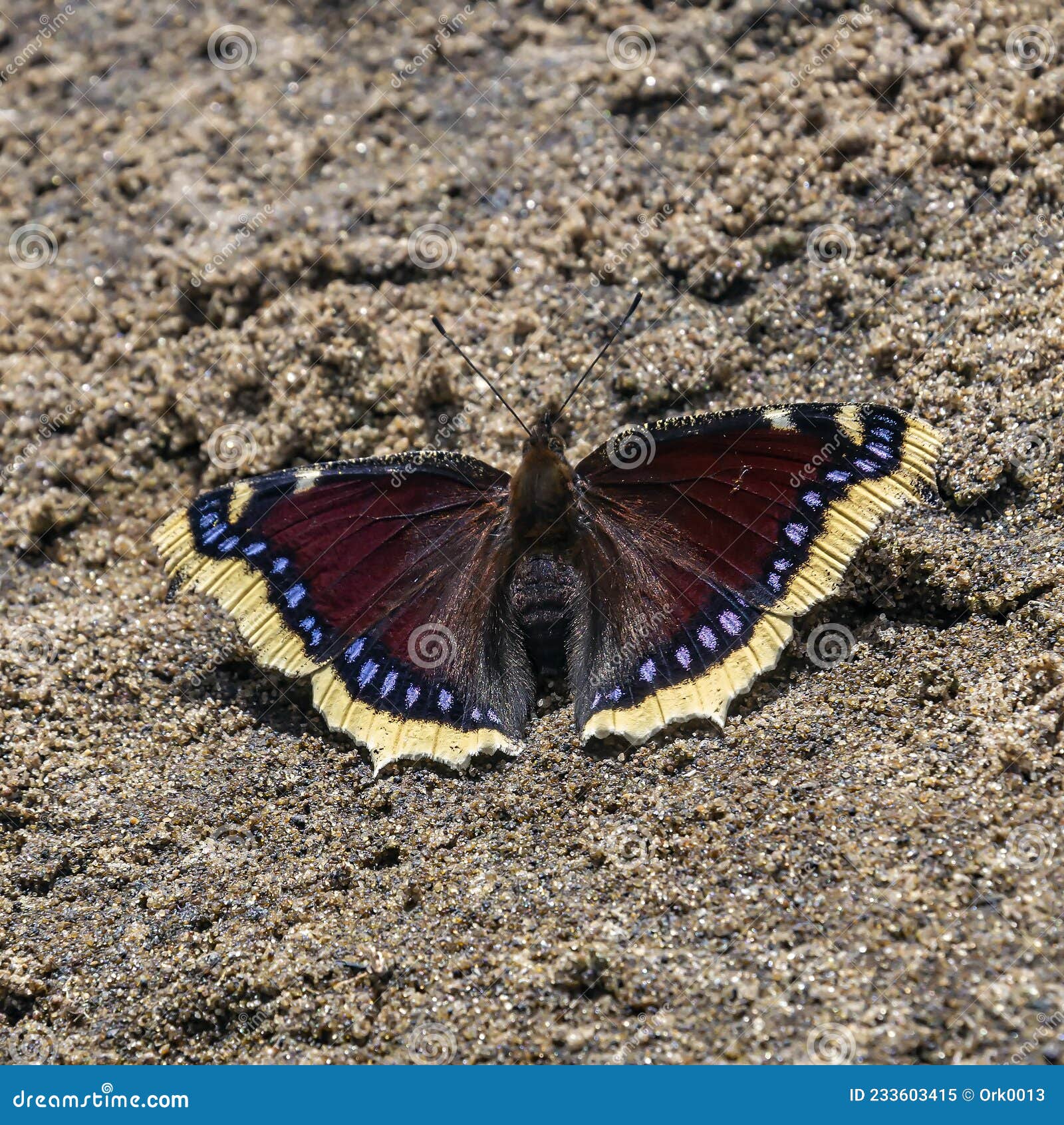Butterfly on the sand stock image. Image of flying, glow - 233603415