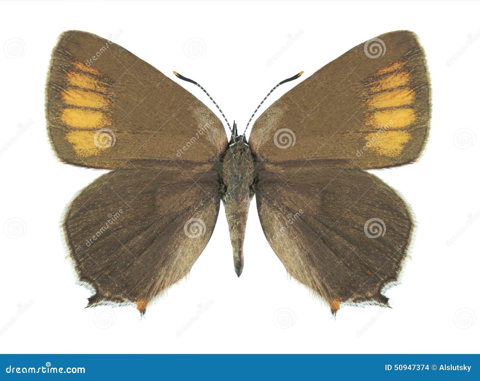 Butterfly Satyrium Ilicis (female) Stock Photo - Image of lightness ...