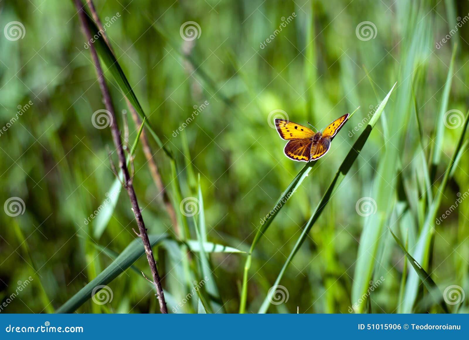 Butterfly scene stock photo. Image of enjoy, pleasant - 51015906
