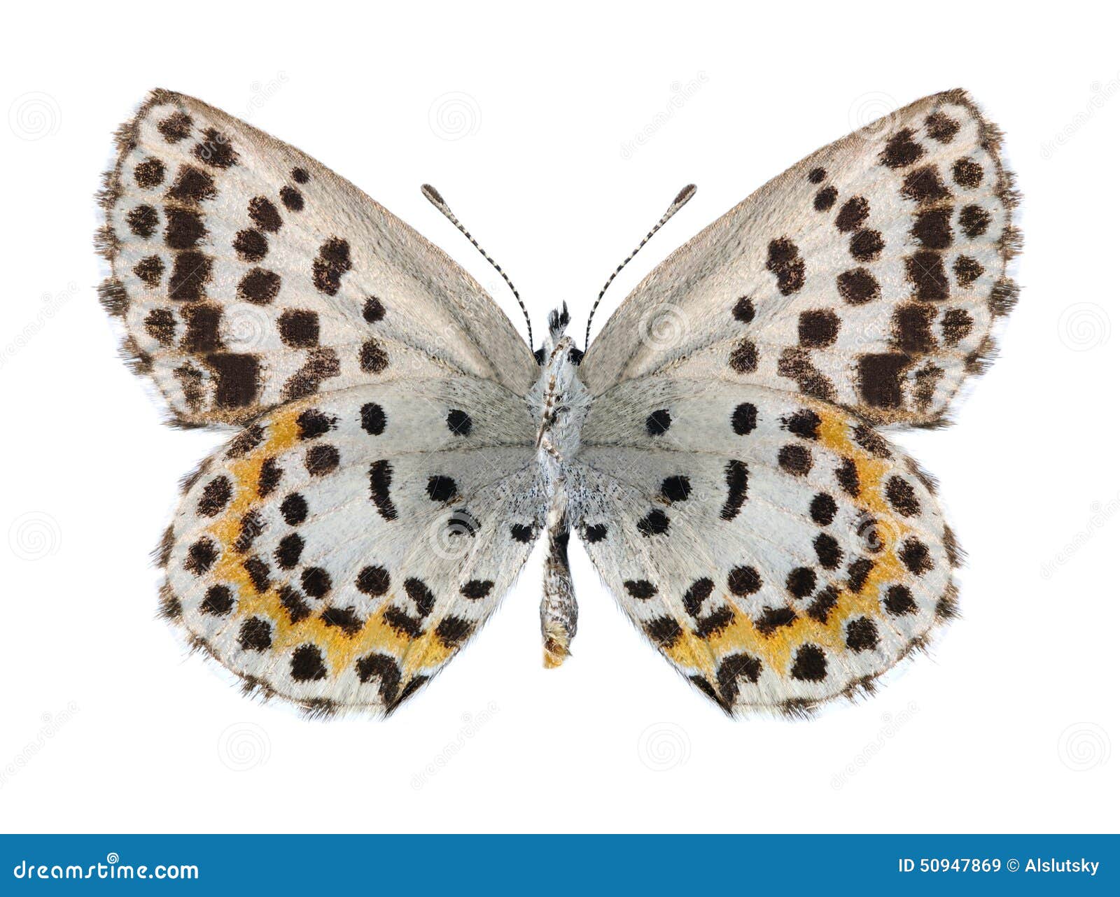 Butterfly Scolitantides Orion Stock Photos - Free & Royalty-Free Stock ...