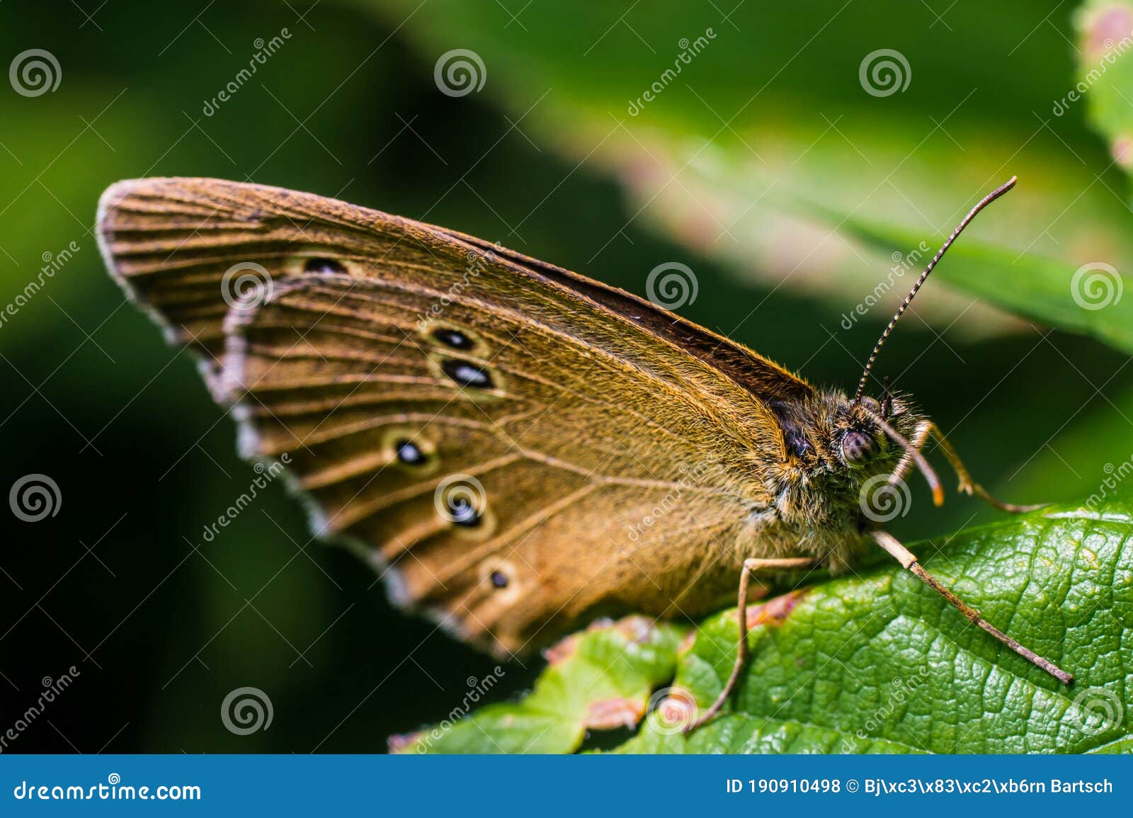 Butterfly selection stock photo. Image of garden, fauna - 190910498