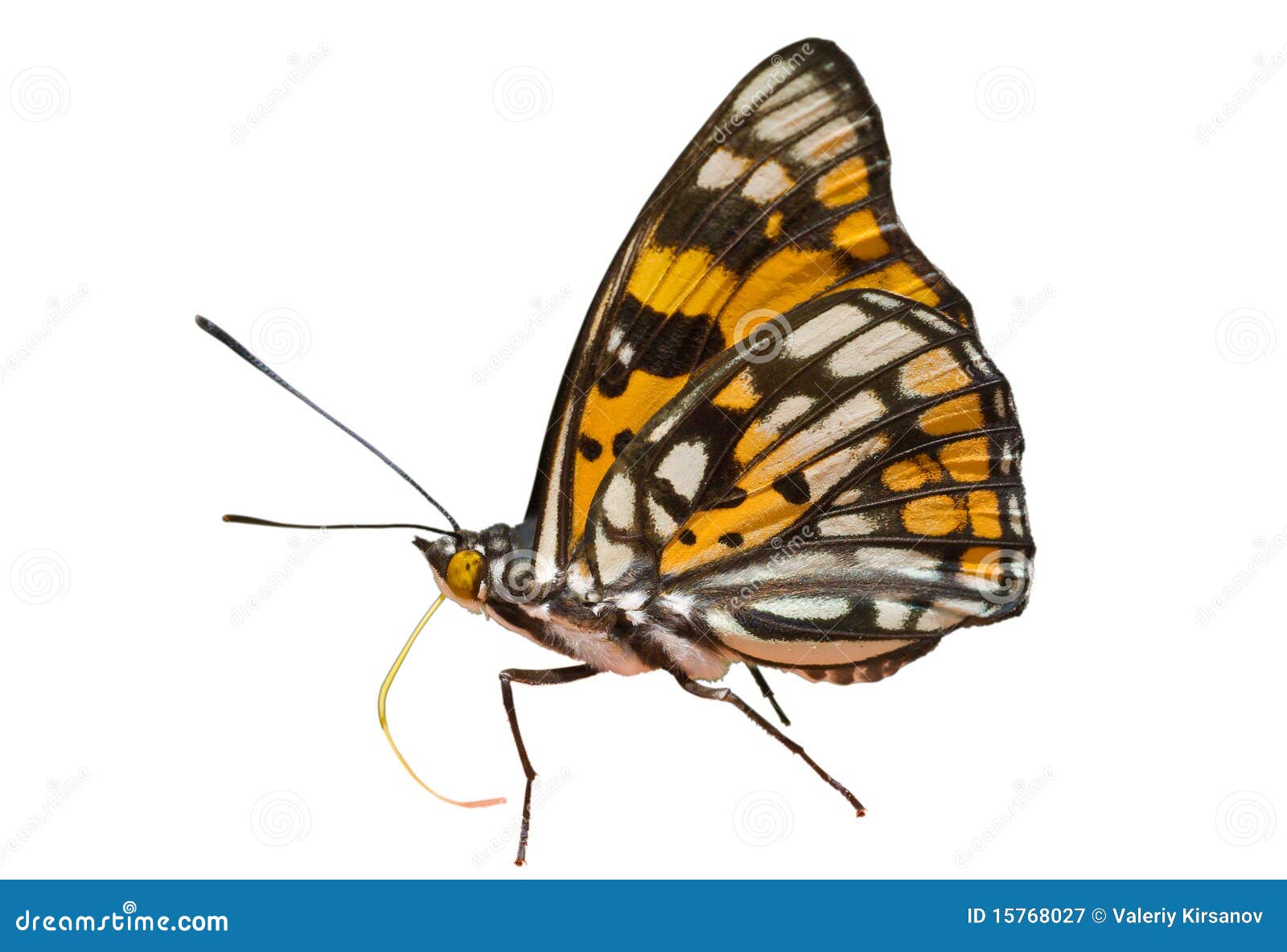 Butterfly (Sephisa Dichroa) 4 Stock Image - Image of antennas, forest ...