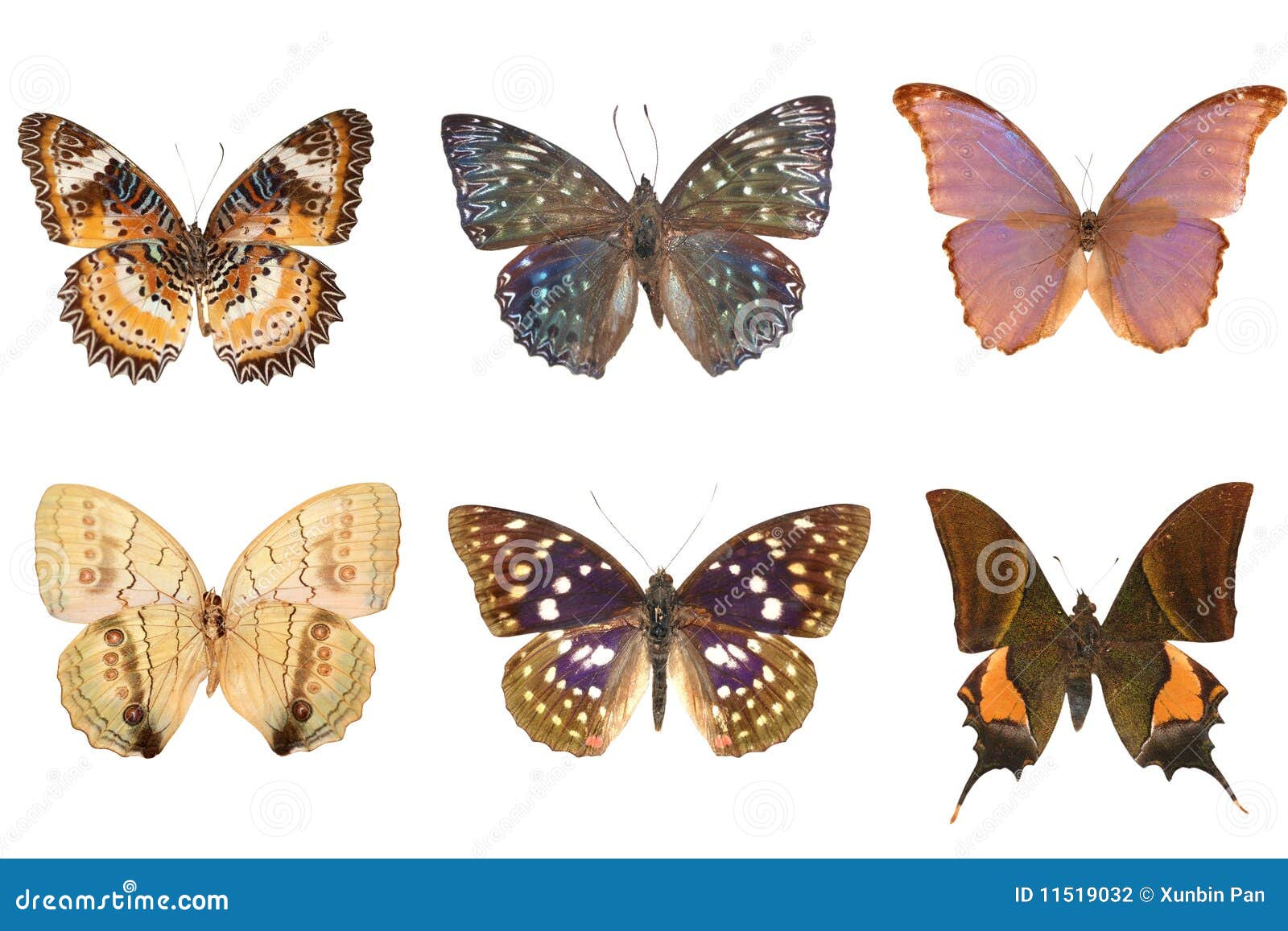 Butterfly set stock photo. Image of design, central, constable - 11519032