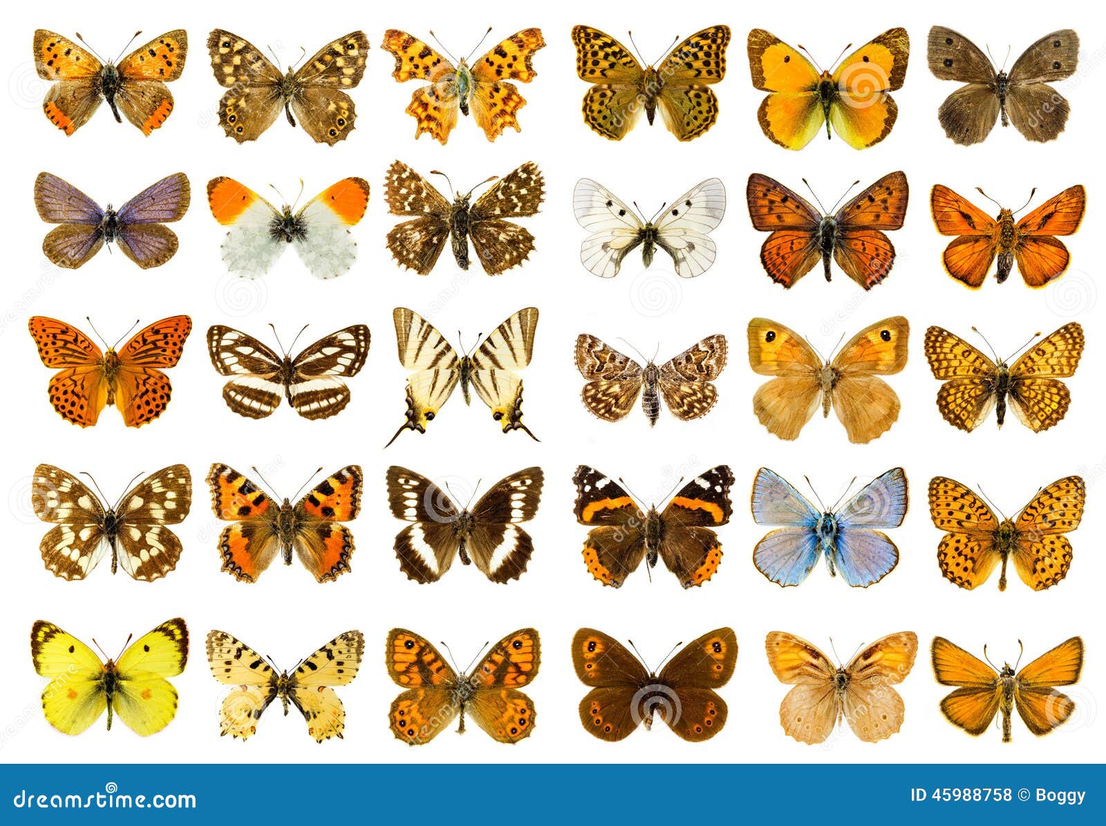 Butterfly set stock photo. Image of wildlife, nature - 45988758