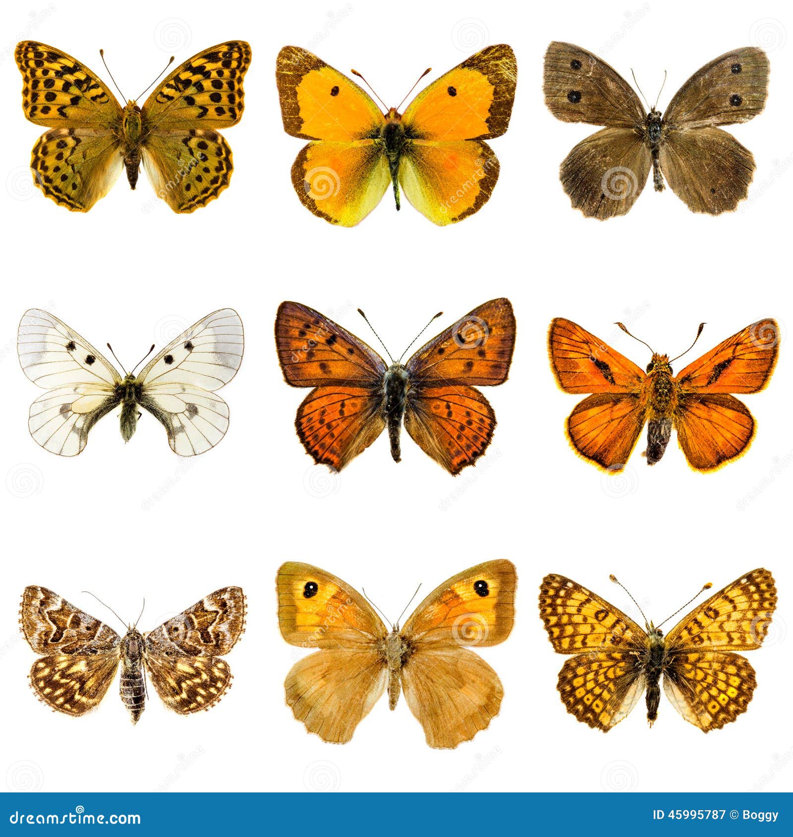 Butterfly set stock image. Image of detail, insect, colorful - 45995787
