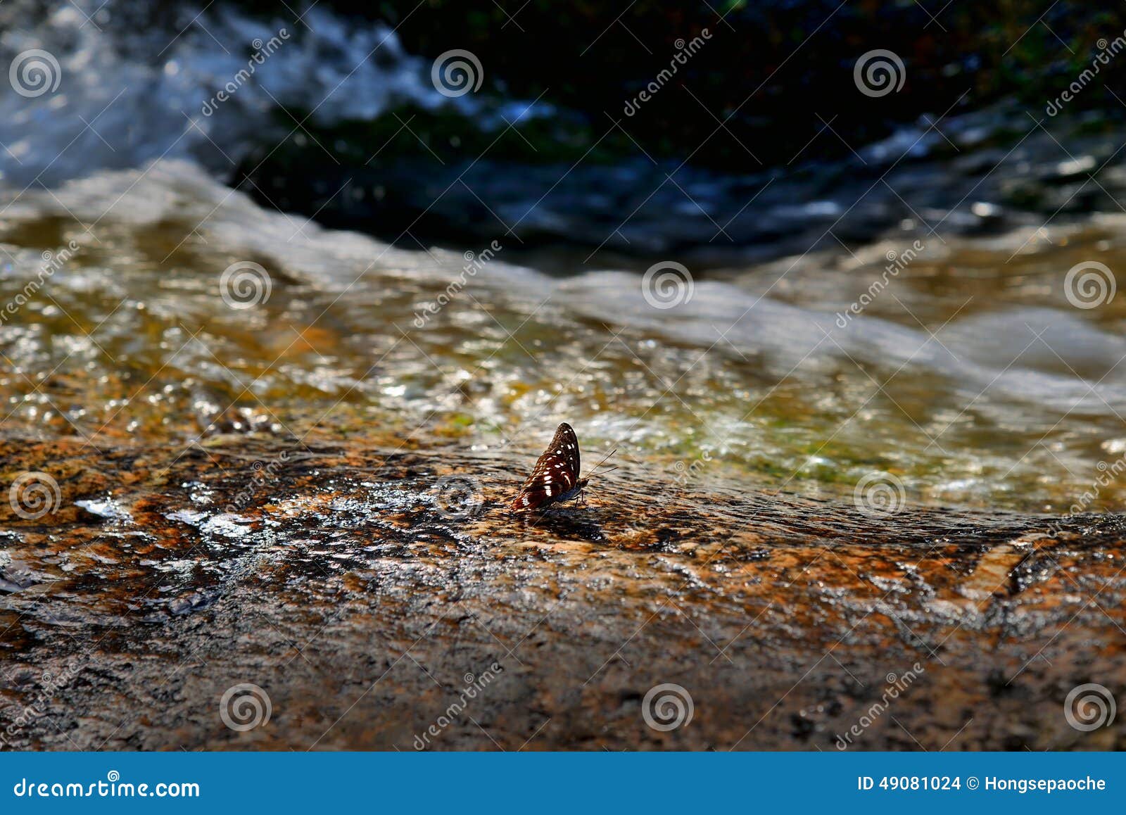 Butterfly Royalty-Free Stock Image | CartoonDealer.com #49081024