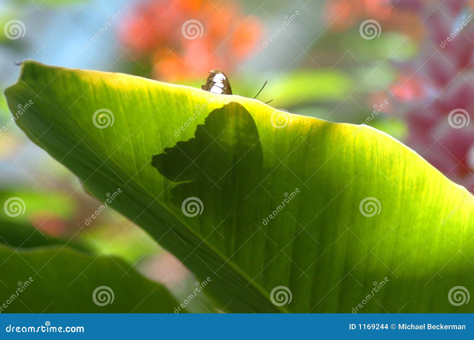 Butterfly Shadow stock photo. Image of float, hide, butterflies - 1169244