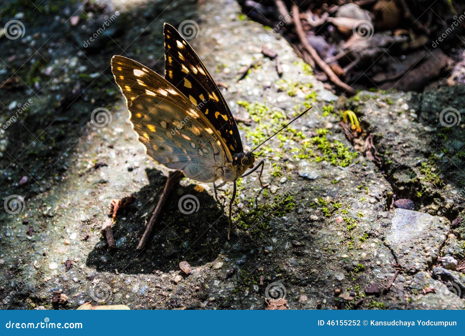 Butterfly Shadow Light of Nature Stock Photo - Image of butterfly ...
