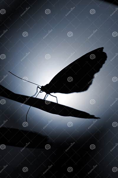 Butterfly shadows stock photo. Image of nature, light - 6090280