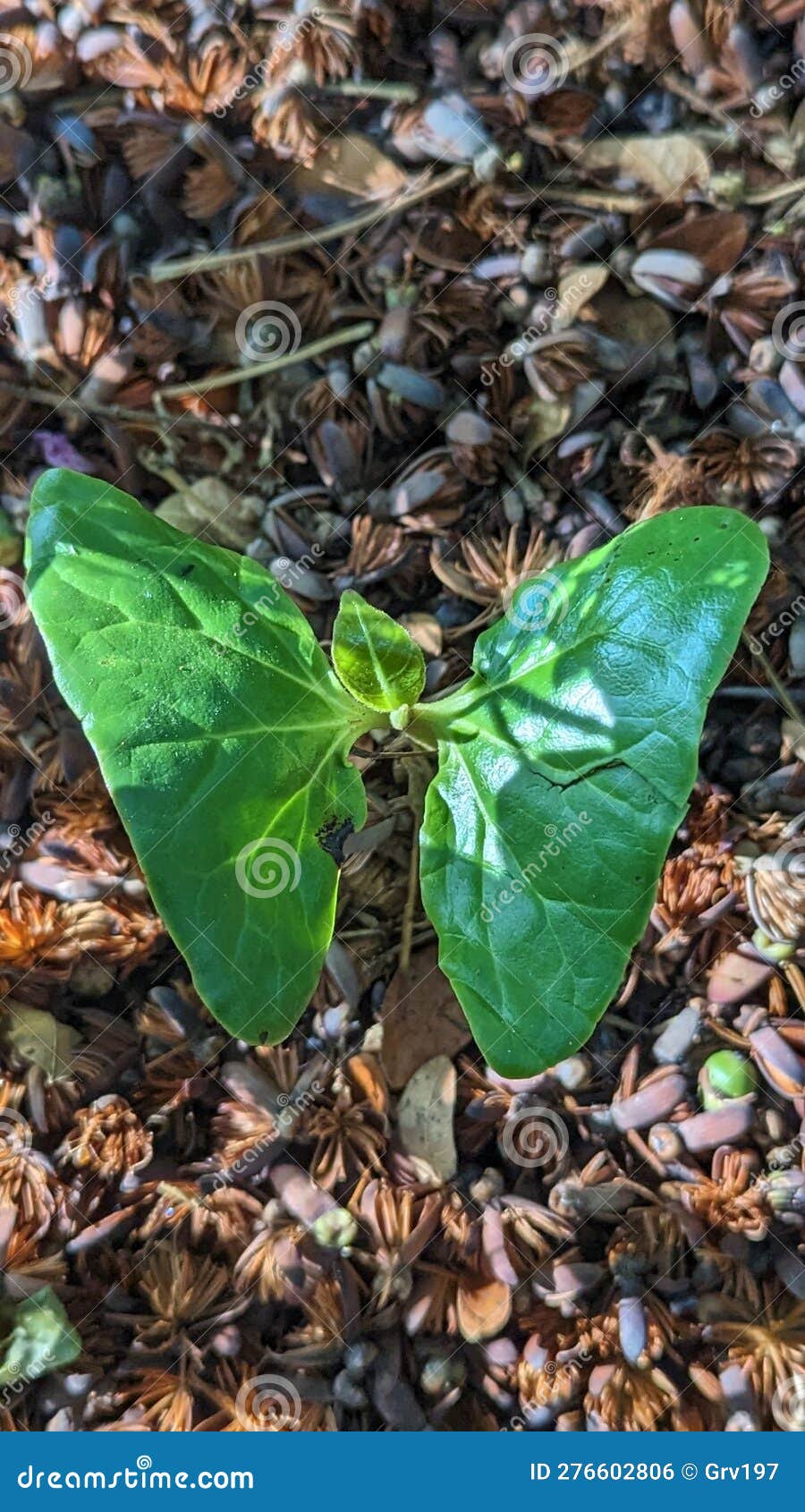 Butterfly Shaped Leaves of a Budding Plant Stock Photo - Image of ...