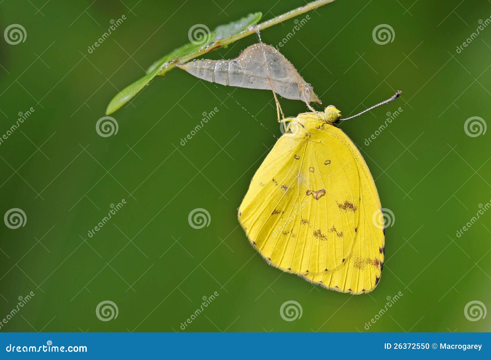 Butterfly with the shell stock photo. Image of butterfly - 26372550