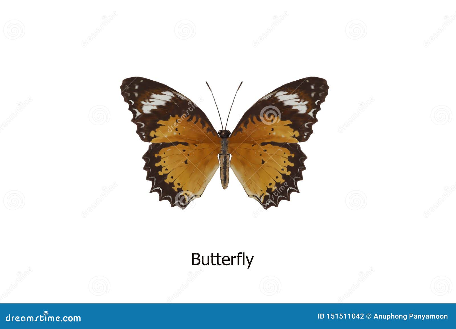 Butterfly on Side on Background, Stock Illustration - Illustration of ...