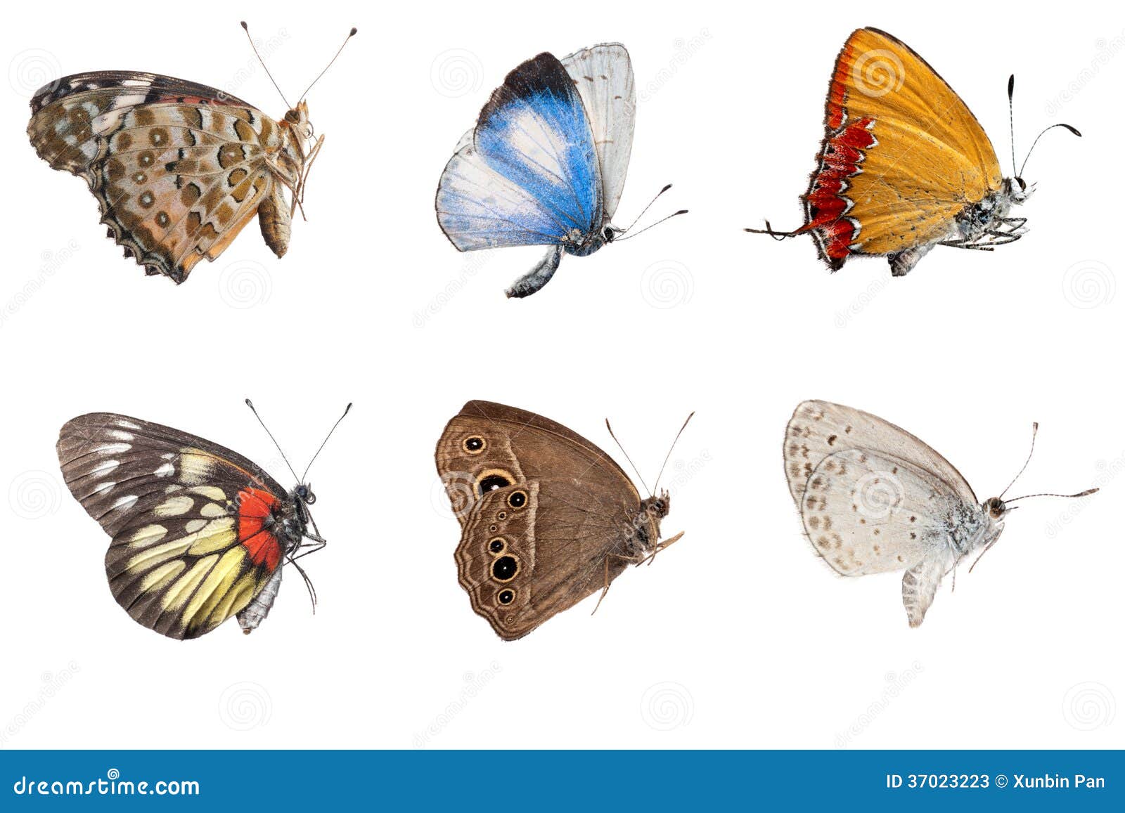 Butterfly Side View Collection Stock Image - Image of path, brown: 37023223