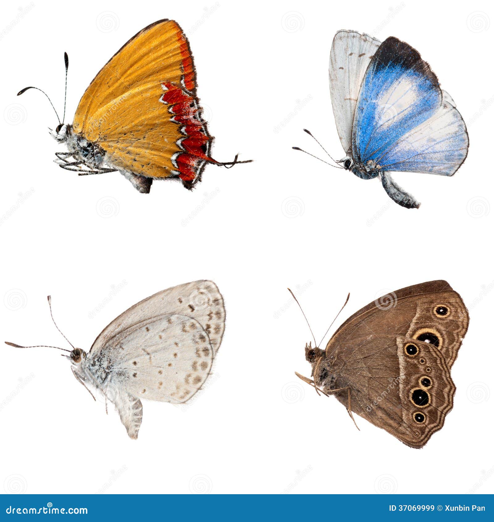 Butterfly Side View Collection Stock Image - Image of detail, single ...