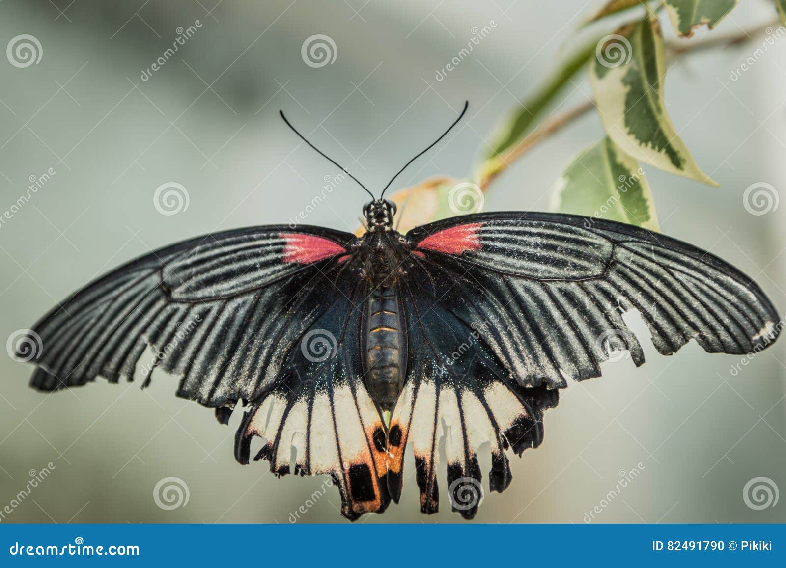 Butterfly sign of freedom stock photo. Image of life - 82491790