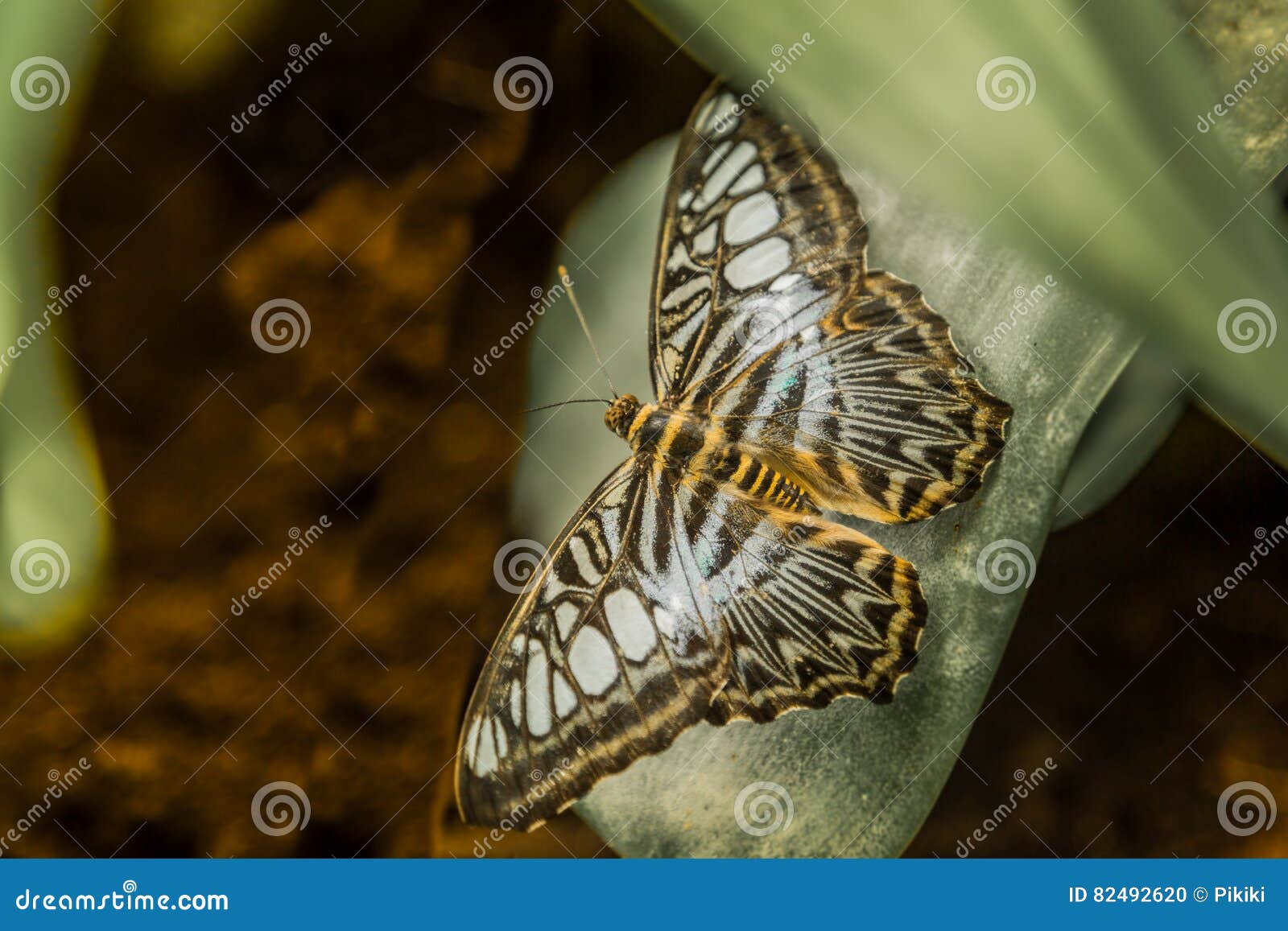 Butterfly sign of freedom stock photo. Image of colorful - 82492620