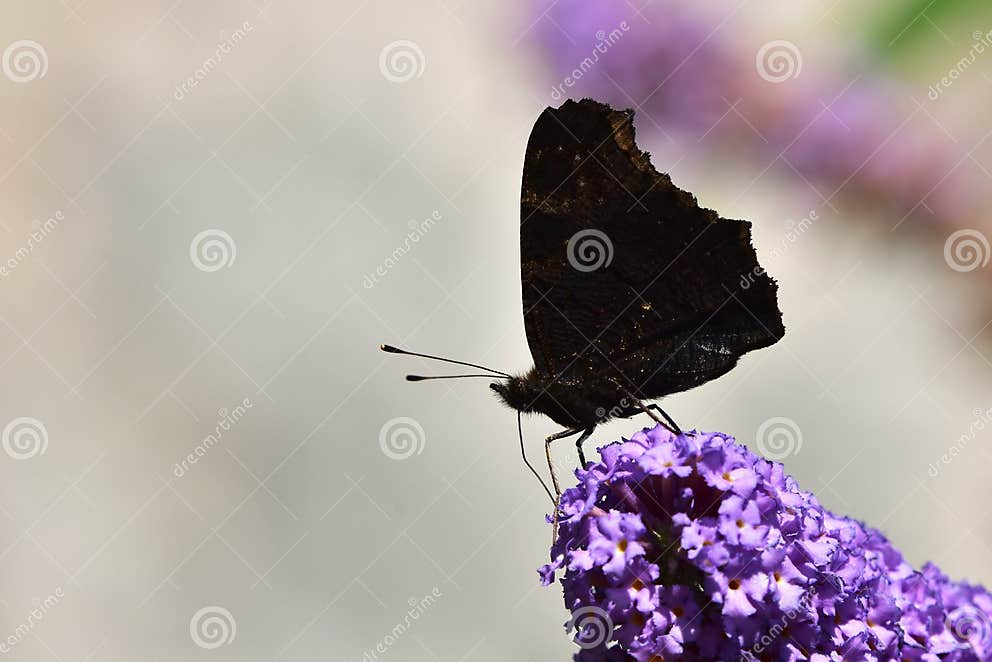 Butterfly Silhouette and Buddleja Davidii Stock Photo - Image of symbol ...
