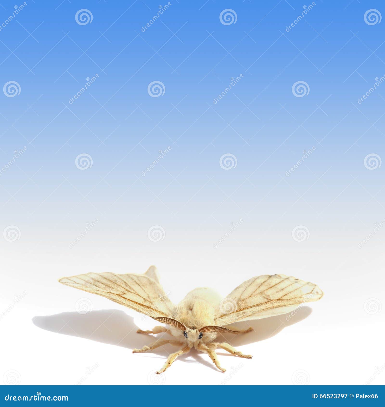 Butterfly of Silk moth stock image. Image of fuzzy, moth - 66523297
