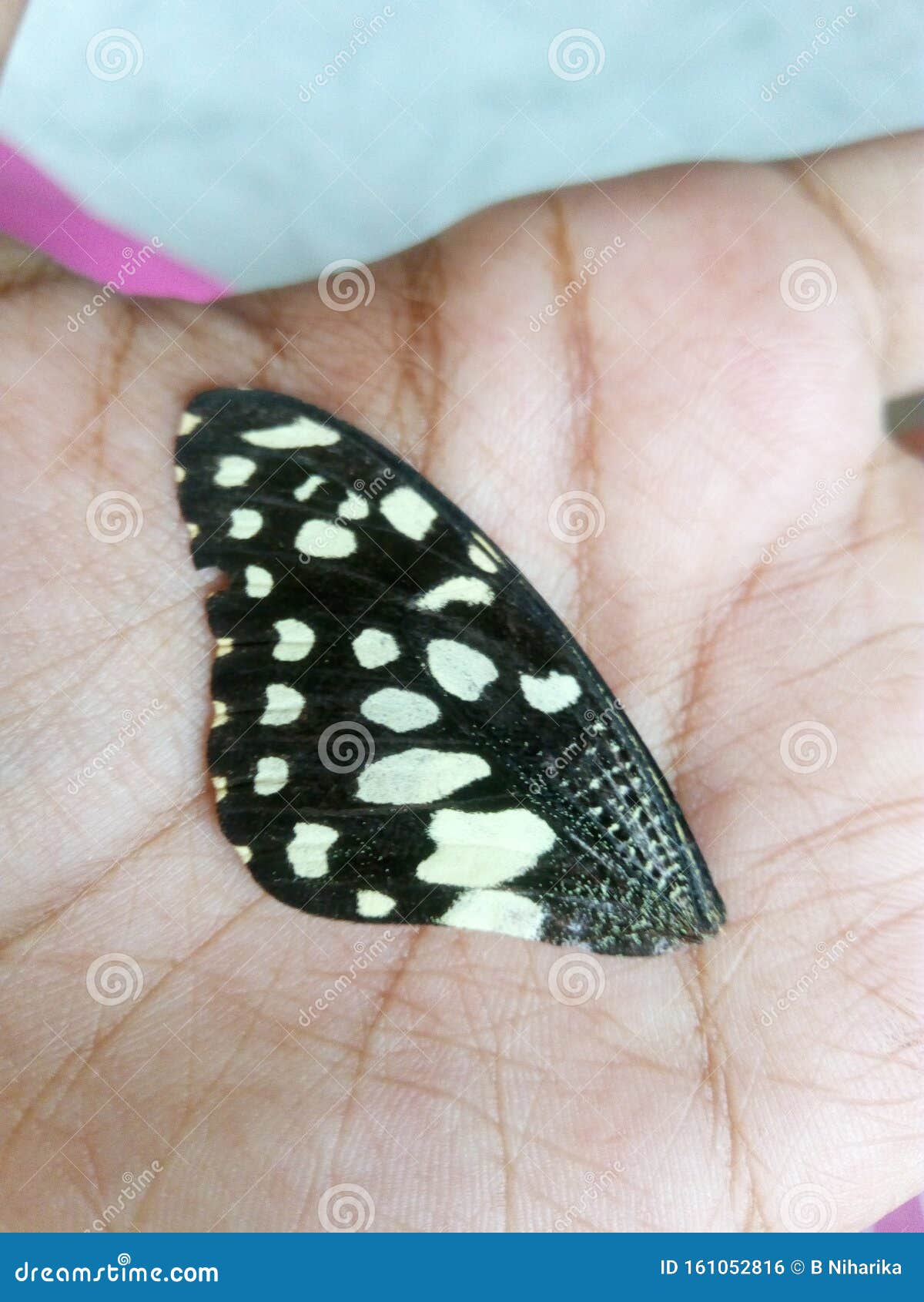Butterfly Single Wing on a Hand Stock Photo - Image of butterfly ...