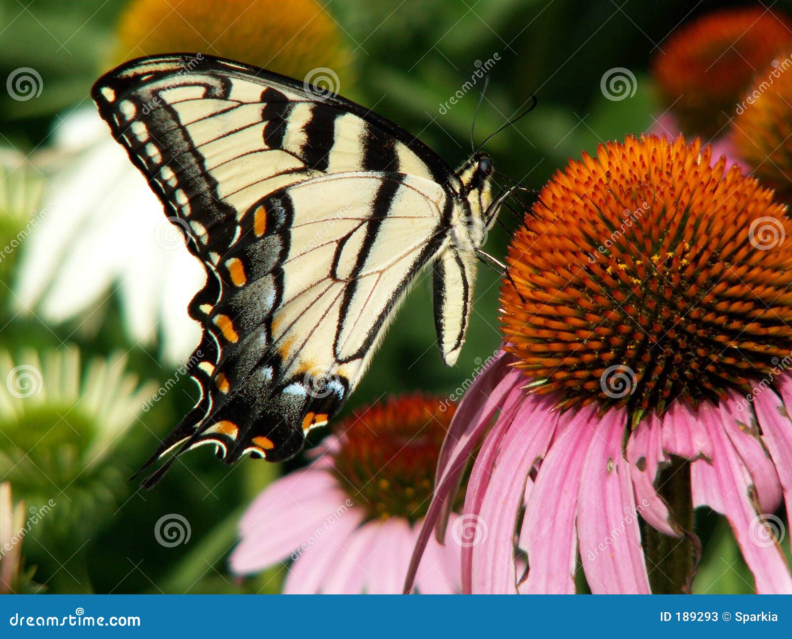 Butterfly sipping stock image. Image of wings, insect, rest - 189293