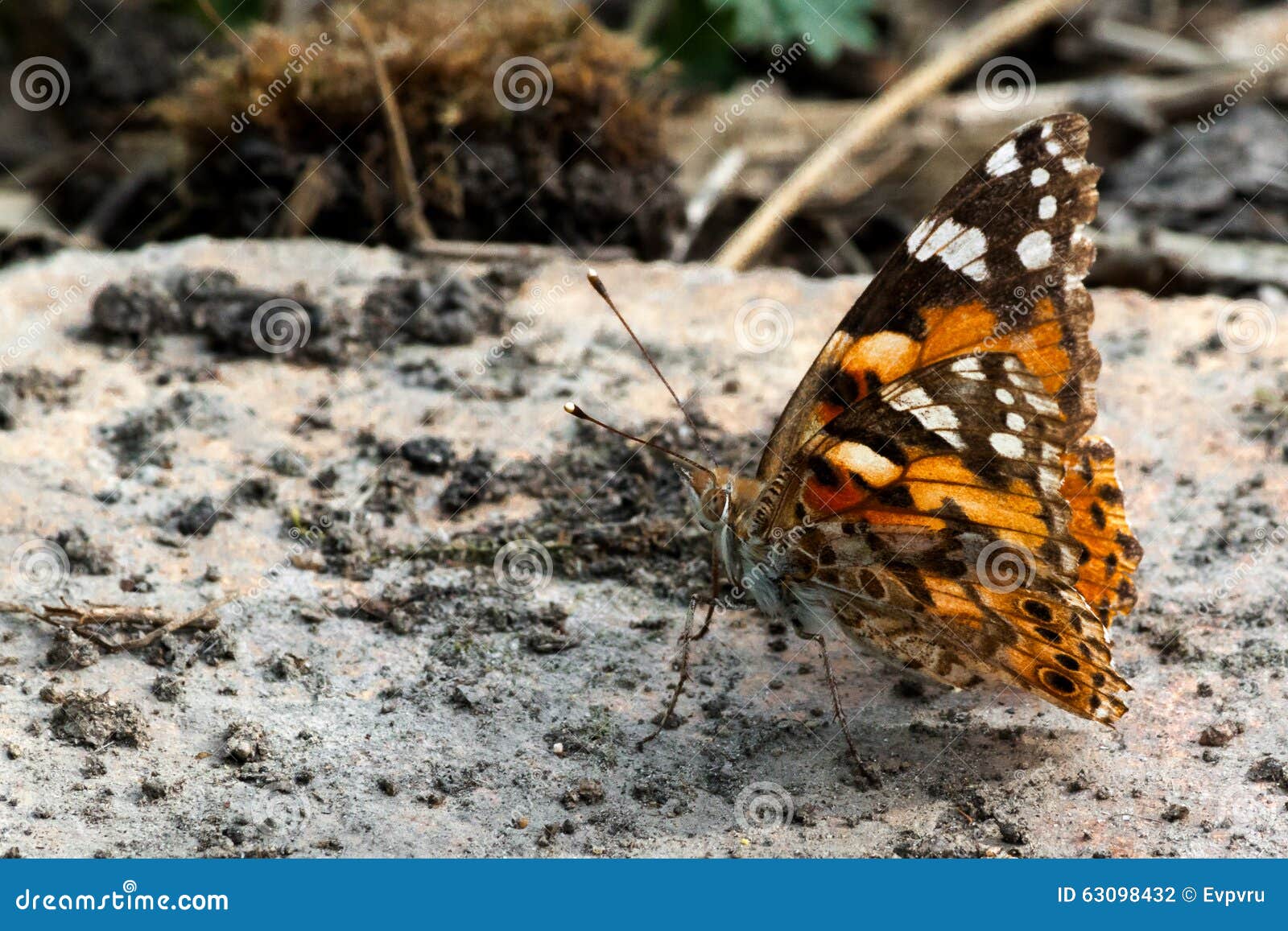 Butterfly sits on stone stock photo. Image of wings, summer - 63098432