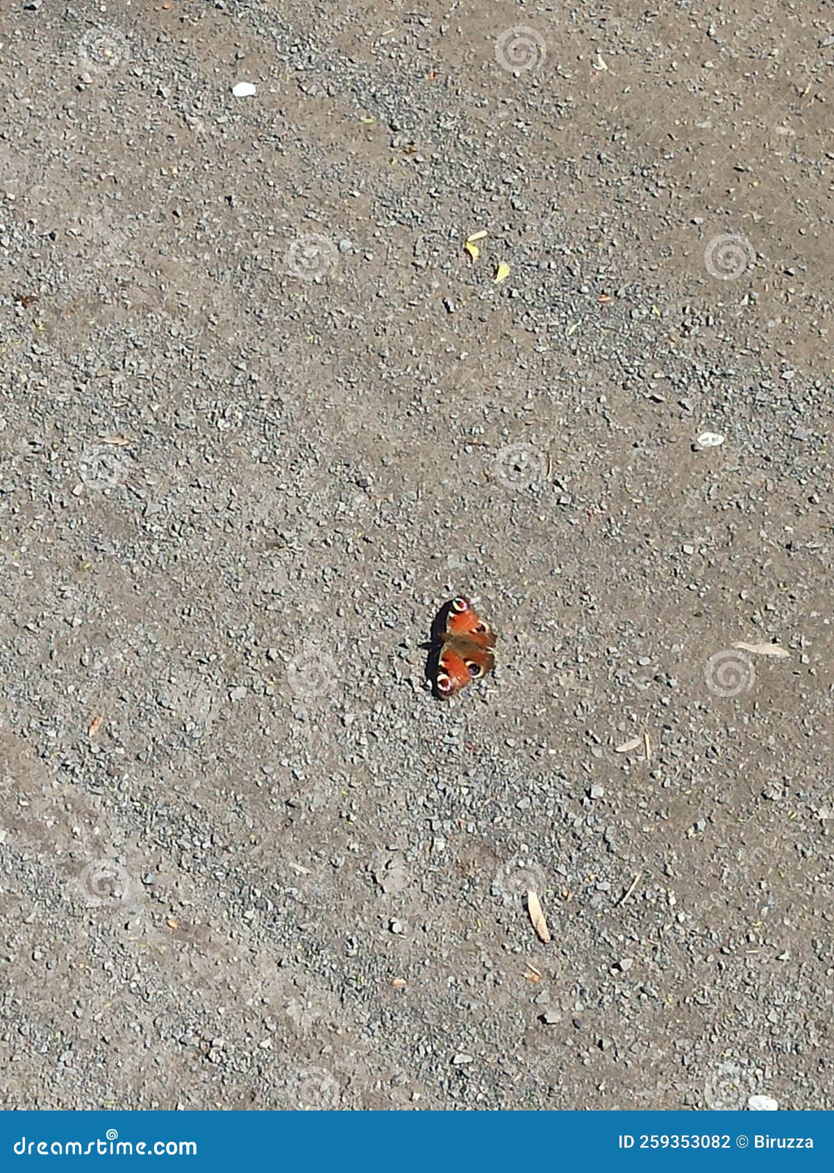 Butterfly Sitting on an Asphalt Road Leading into the Distance Stock ...