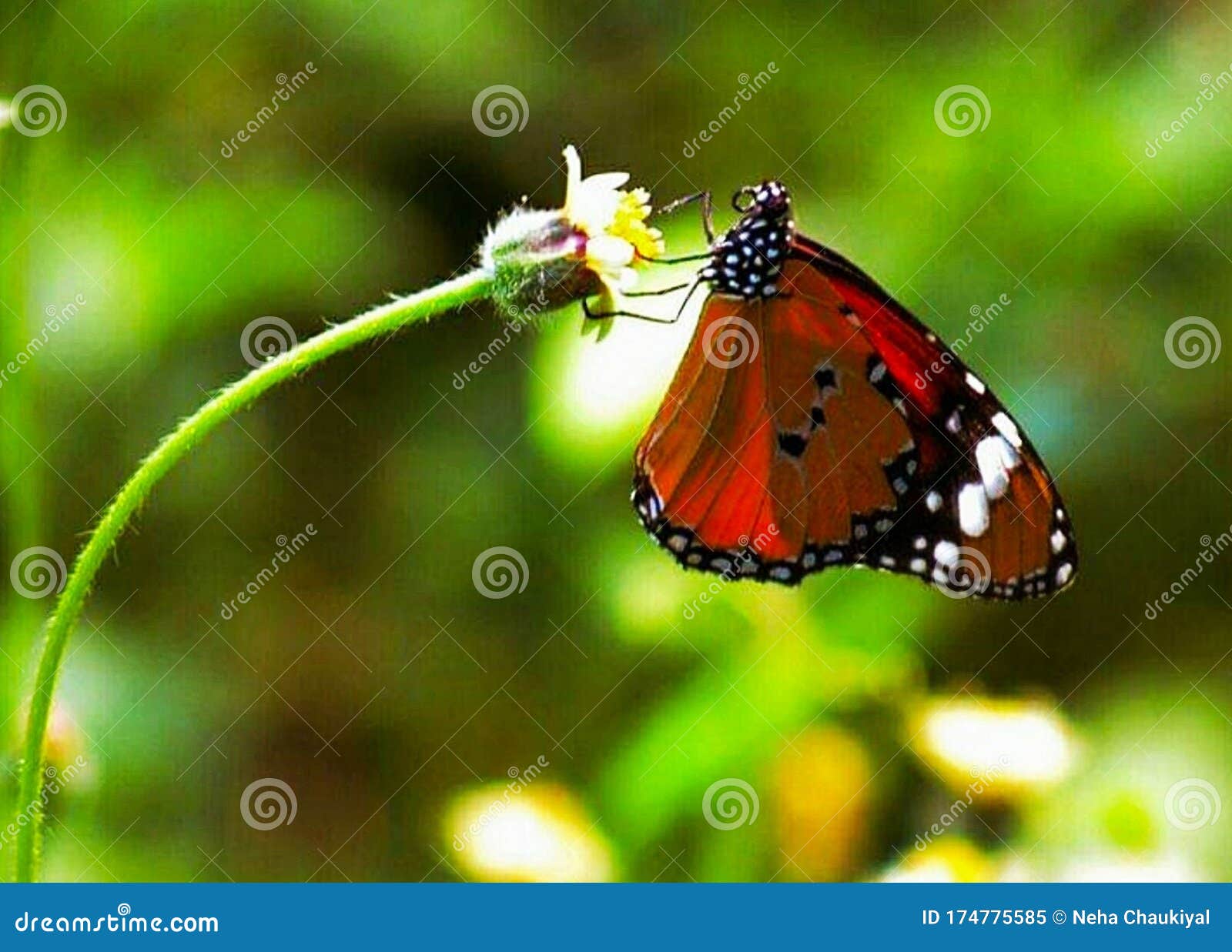Butterfly is Sitting on Flower Stock Image - Image of beautiful ...