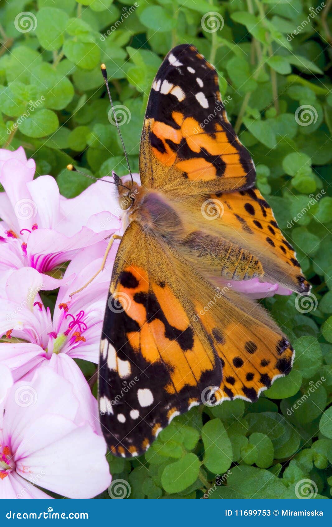 Butterfly Sitting on Flowers Stock Image - Image of butterfly, freedom ...