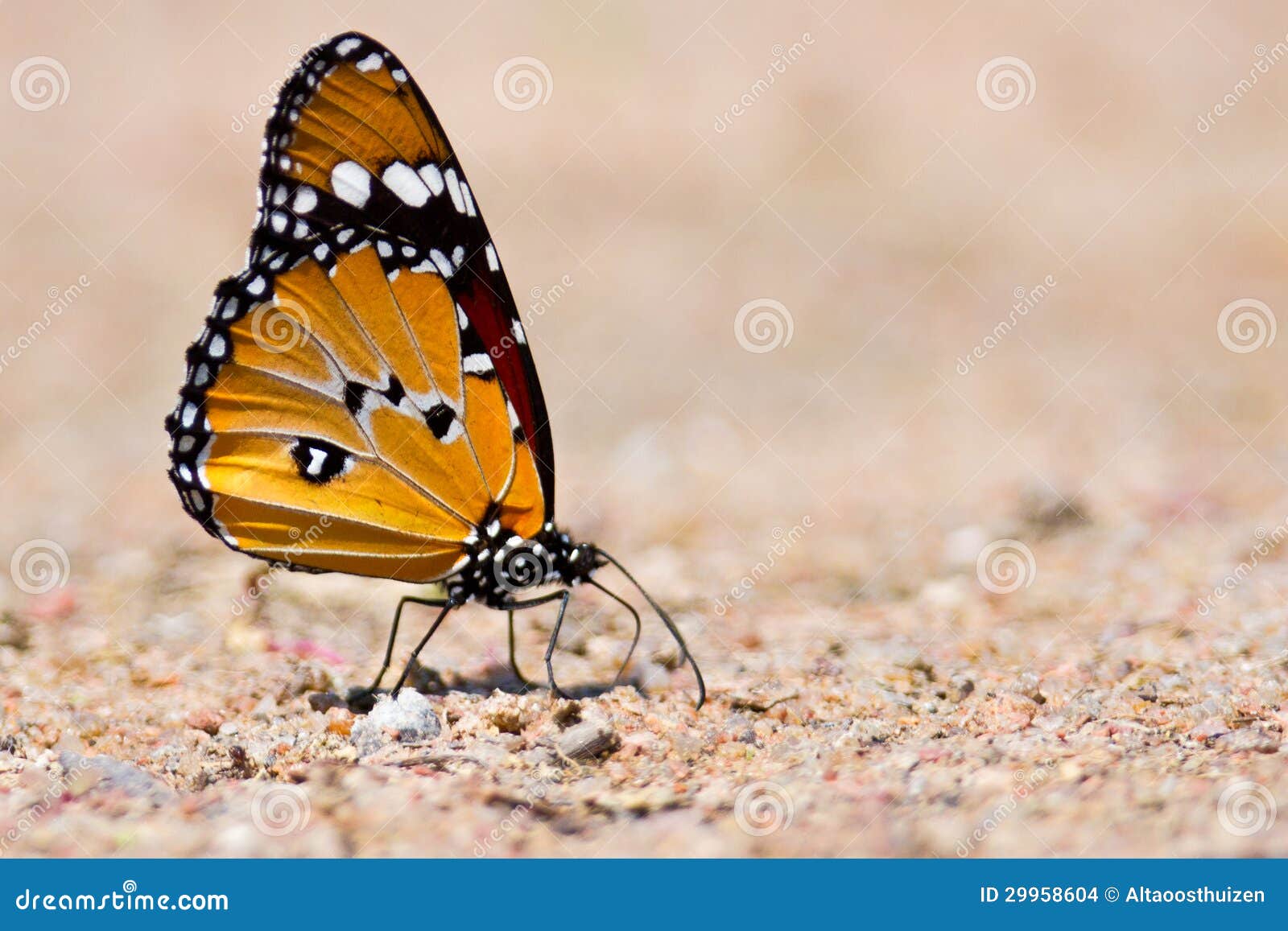 Butterfly Sitting on Ground Stock Photo - Image of fauna, calm: 29958604