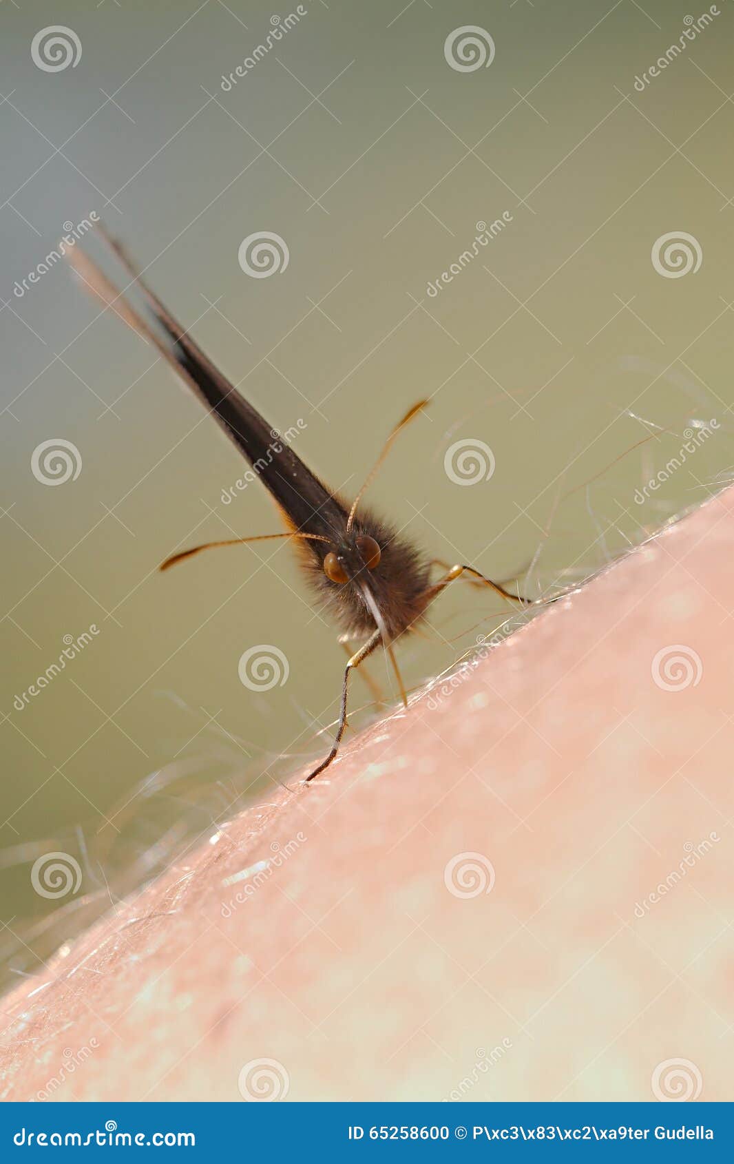 Butterfly on skin stock photo. Image of butterfly, tiny - 65258600