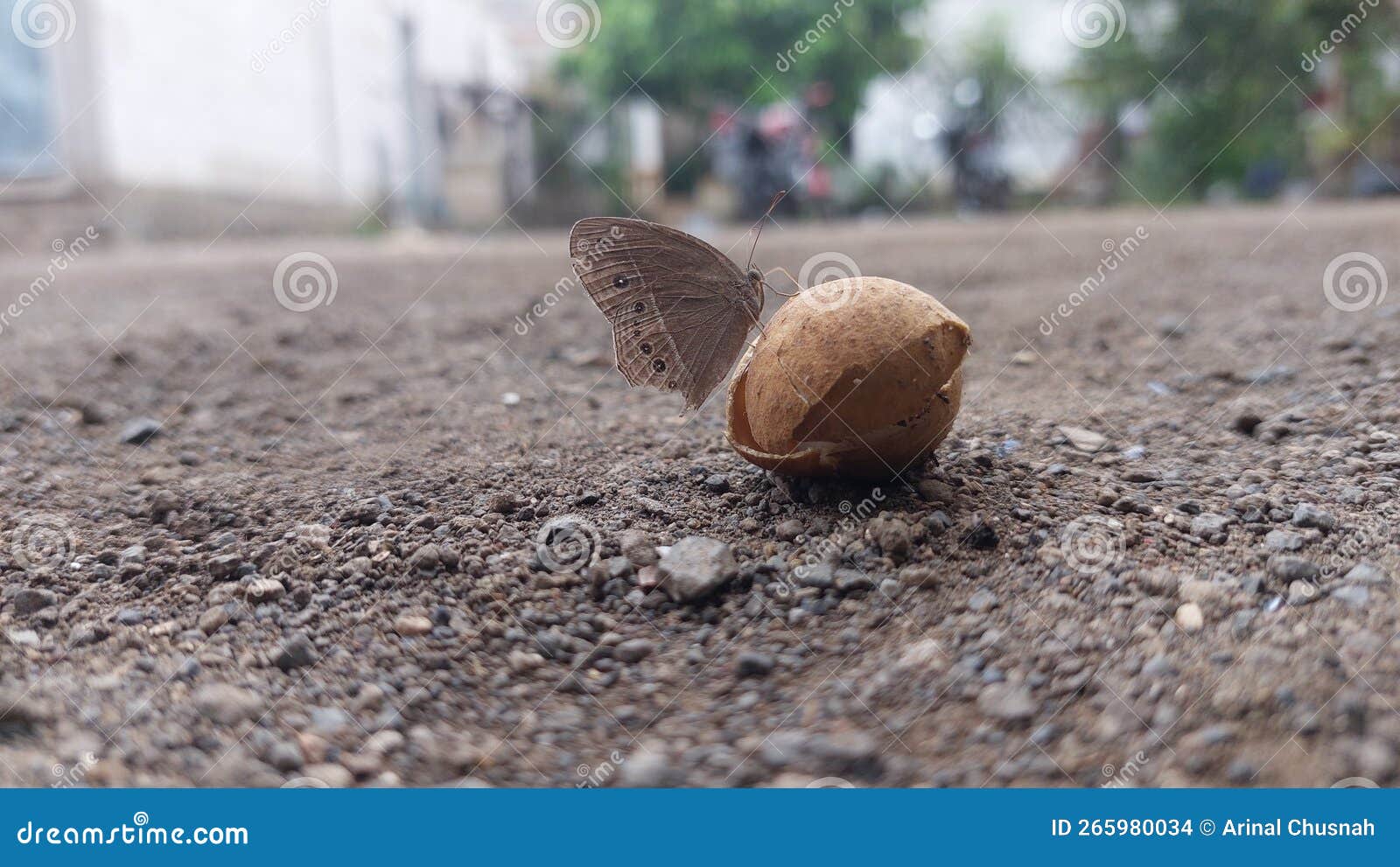 The Butterfly is on the Skin of the Longan Fruit Stock Photo - Image of ...
